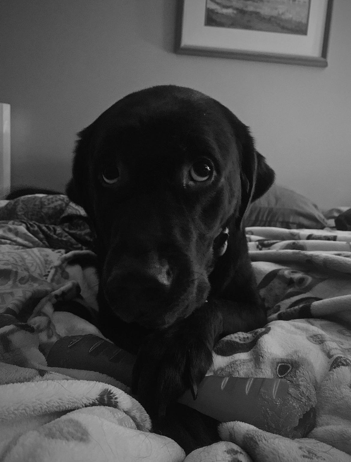 Shy but pretty doggy. | Scrolller