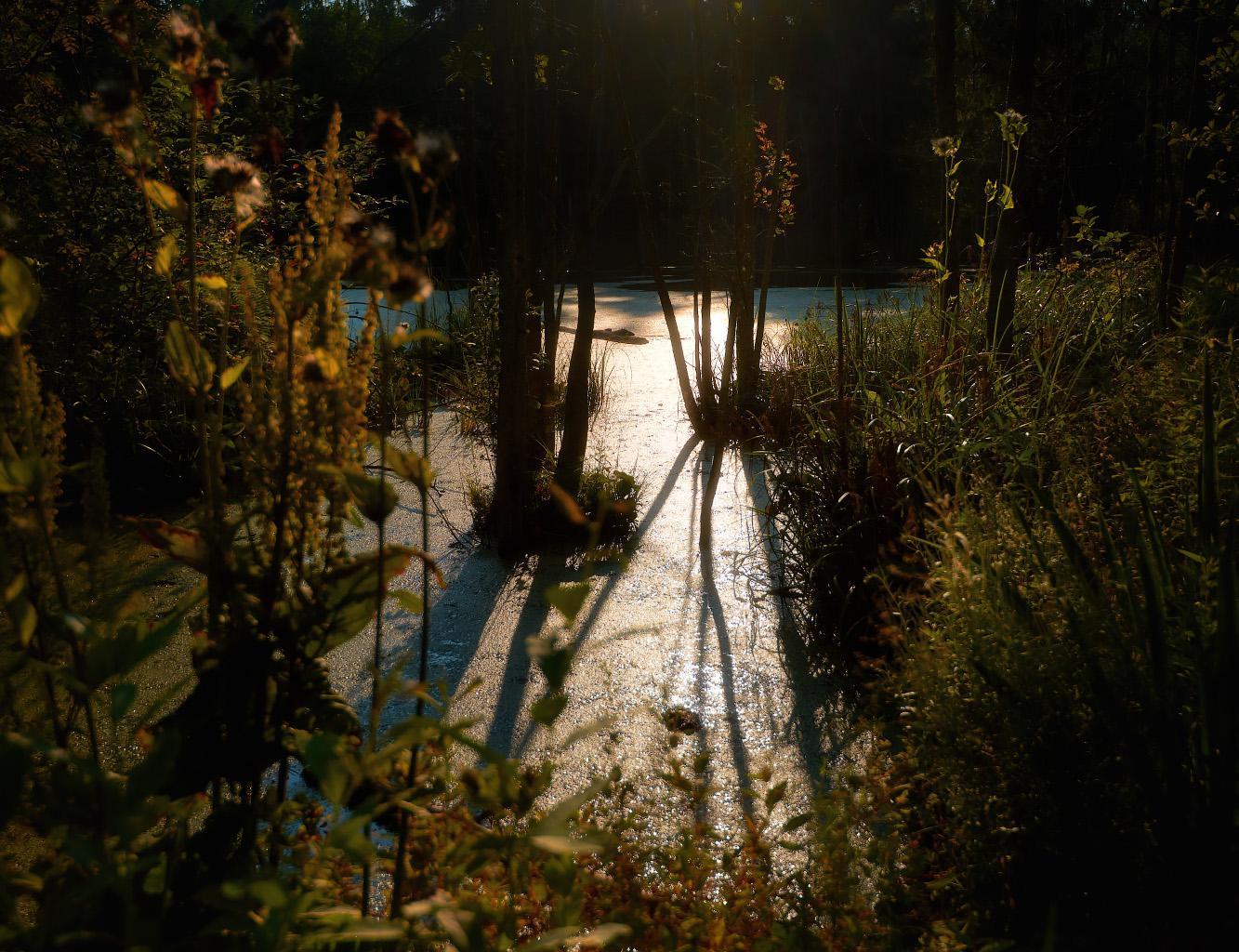 Siberian swamp | Scrolller