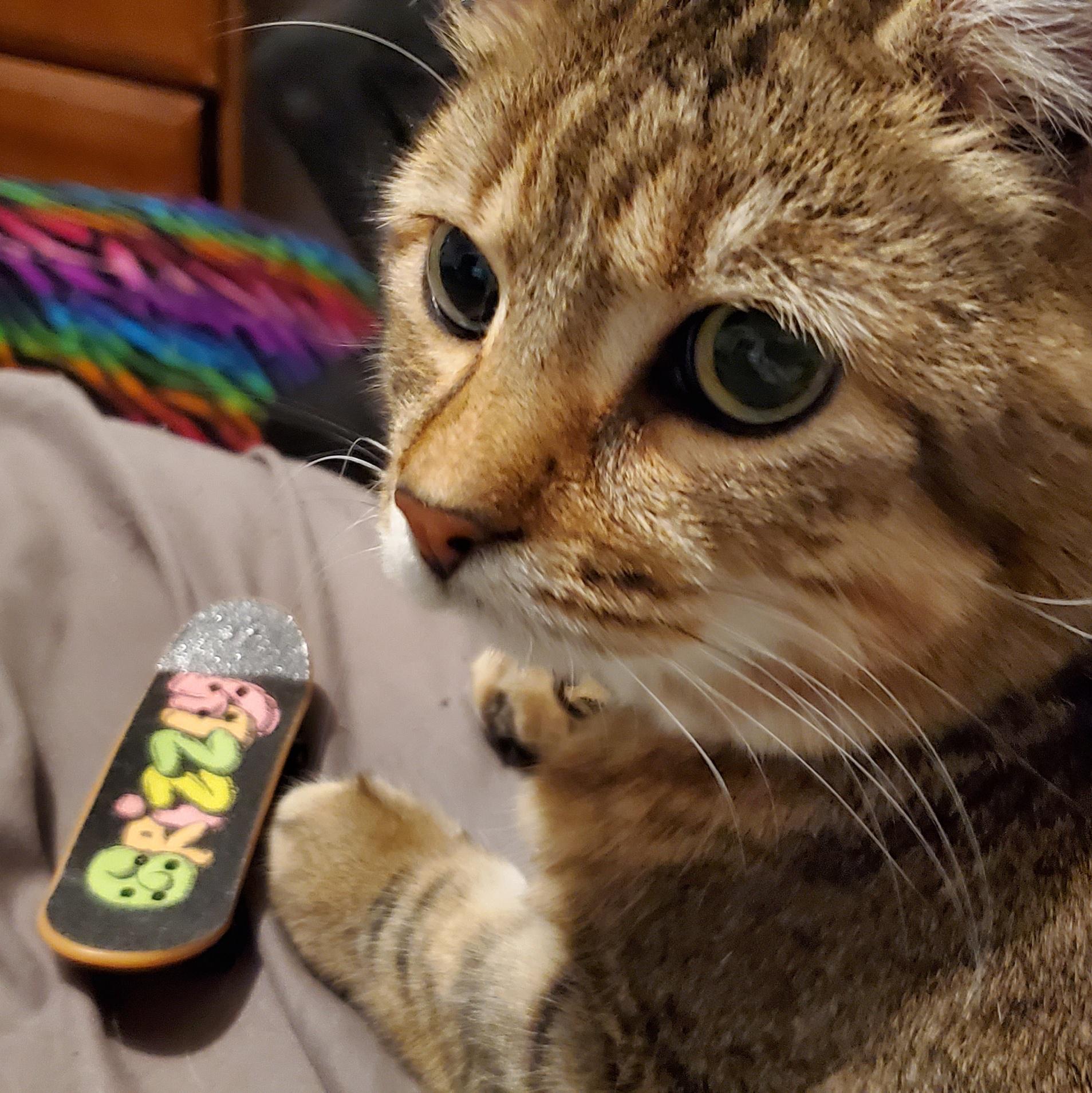 sick board bro | Scrolller