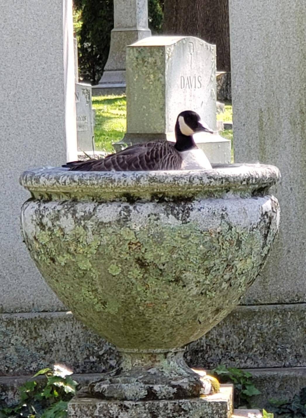 Silly goose. Lexington cemetery. | Scrolller