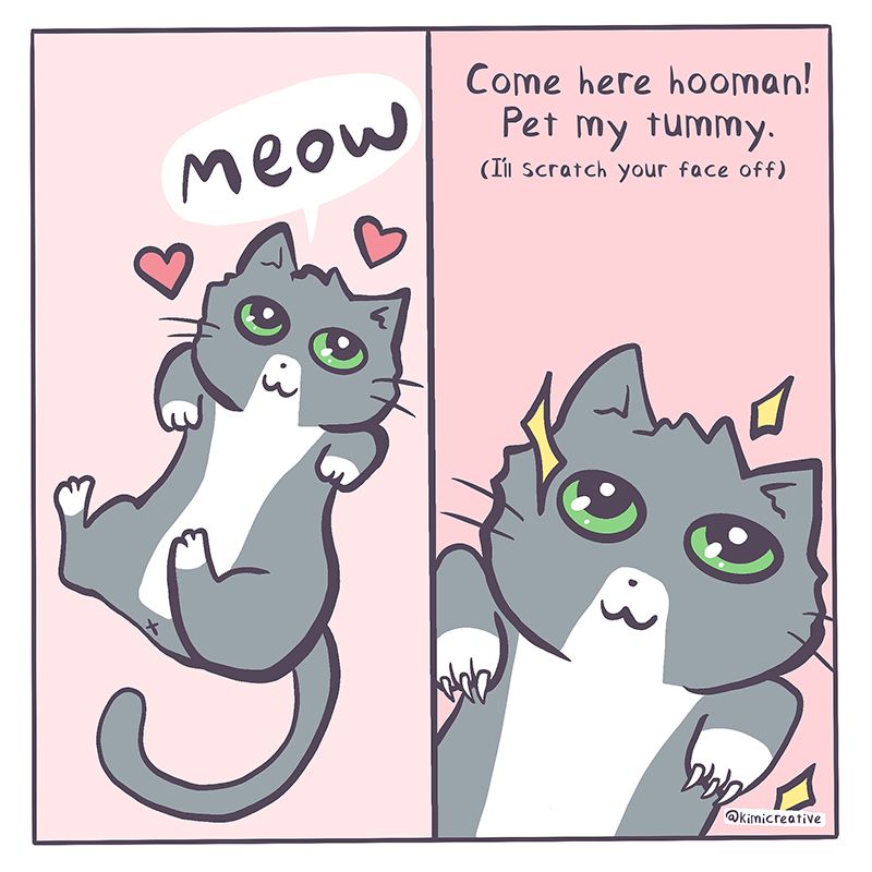 Silly Kitty | Scrolller