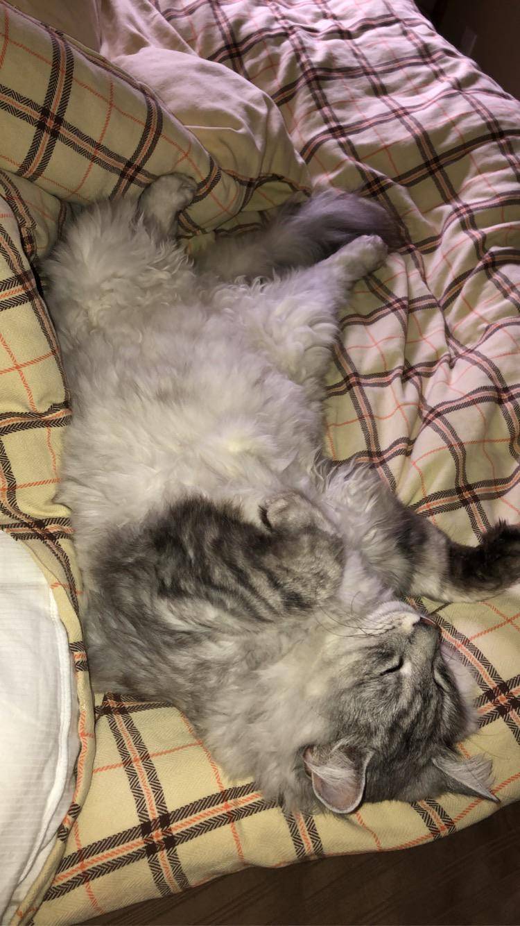 silver Siberian | Scrolller