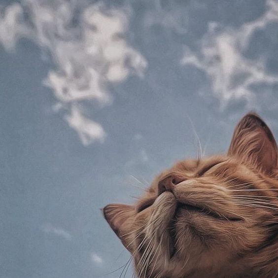 Simba as king | Scrolller