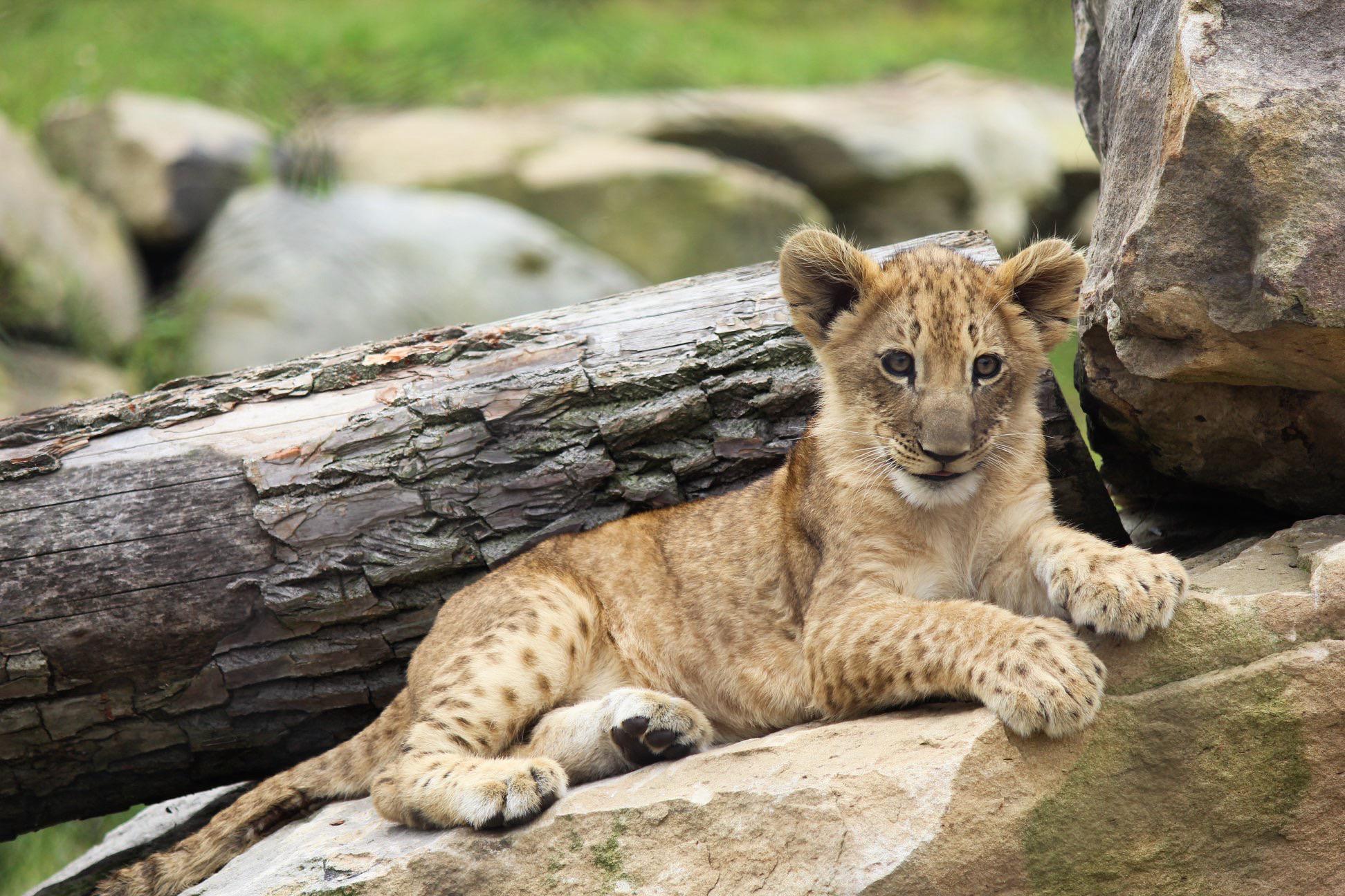 Simba, Barbary lion cub ️ | Scrolller