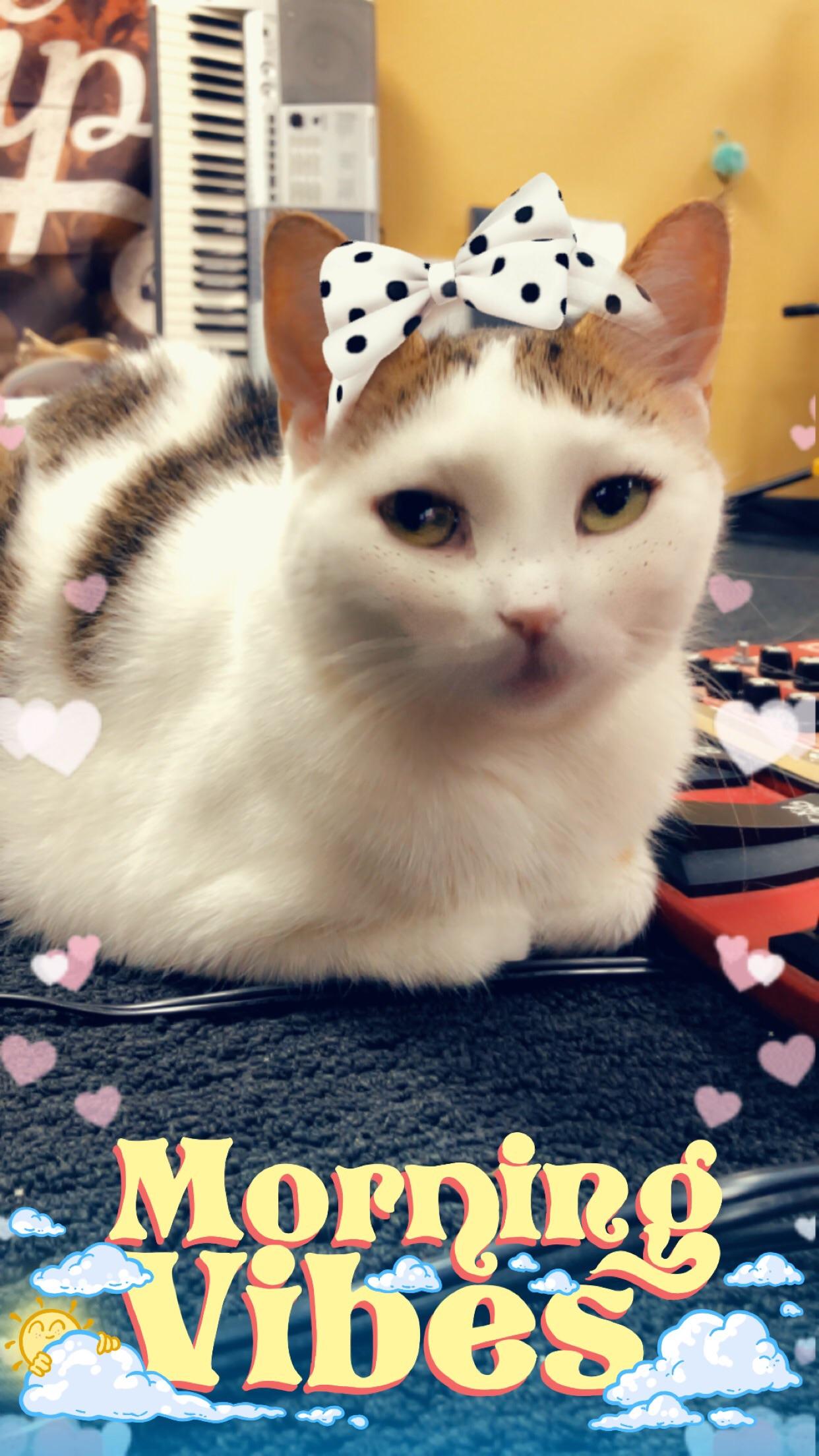 Simon is a pretty boy. | Scrolller