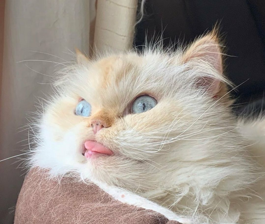 Sir Smeagol with the good blep | Scrolller