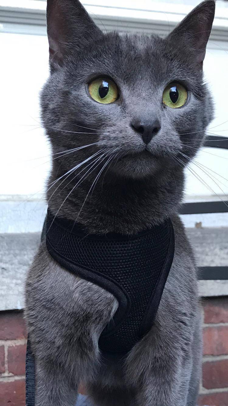 Siren’s first patio experience | Scrolller