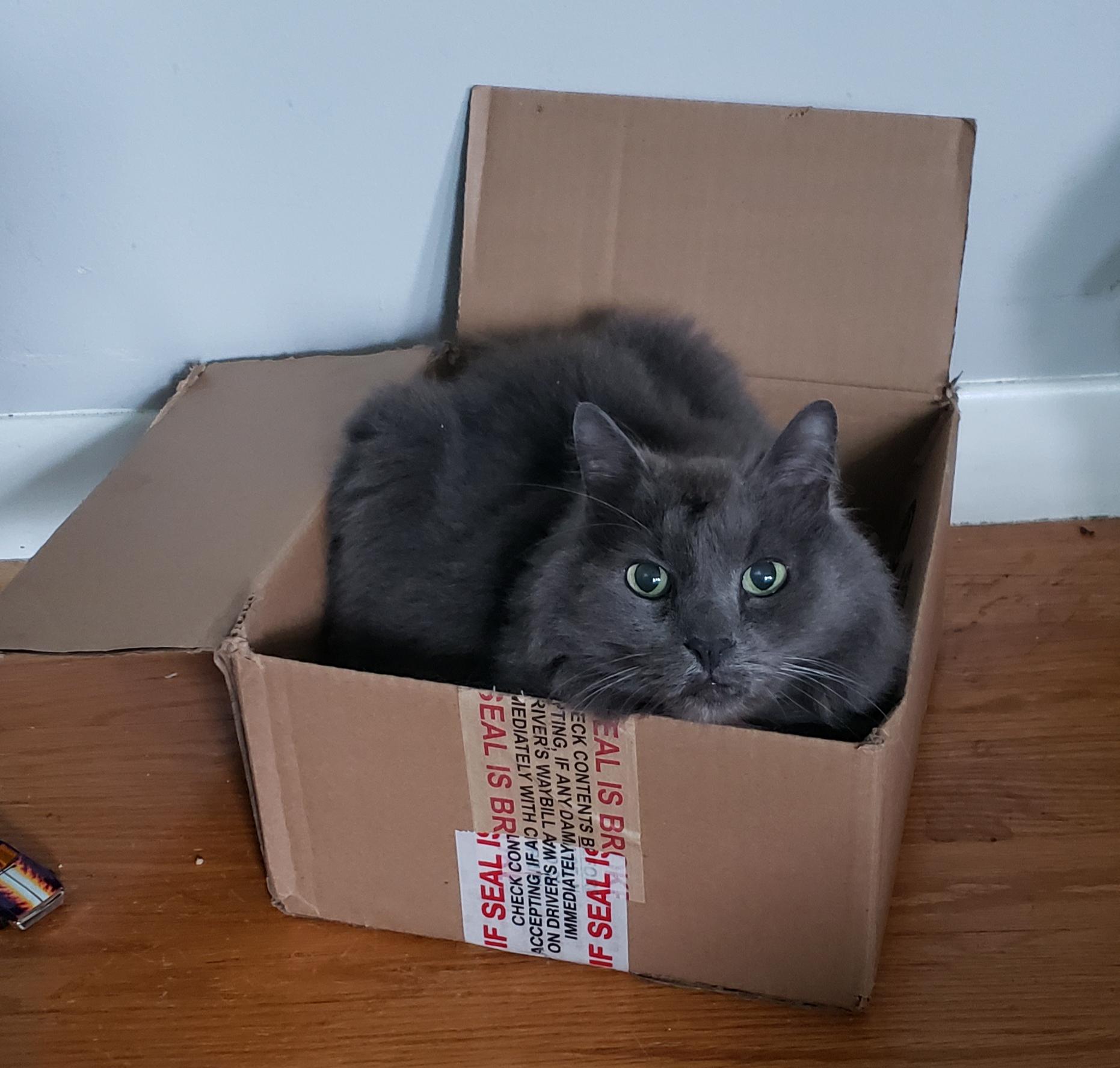 Sitting and fitting. Barely. | Scrolller