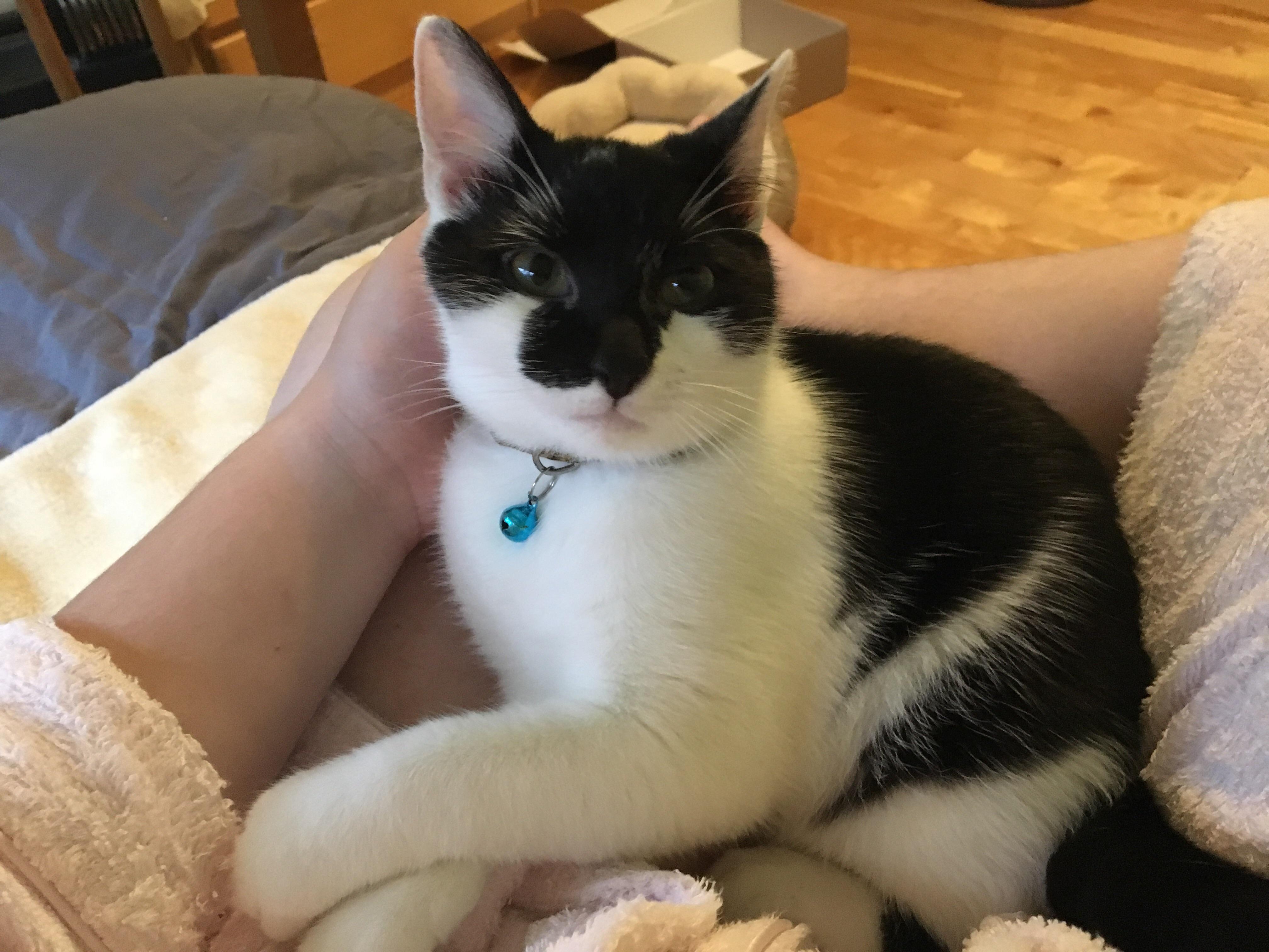 Sitting in my lap this morning :) | Scrolller