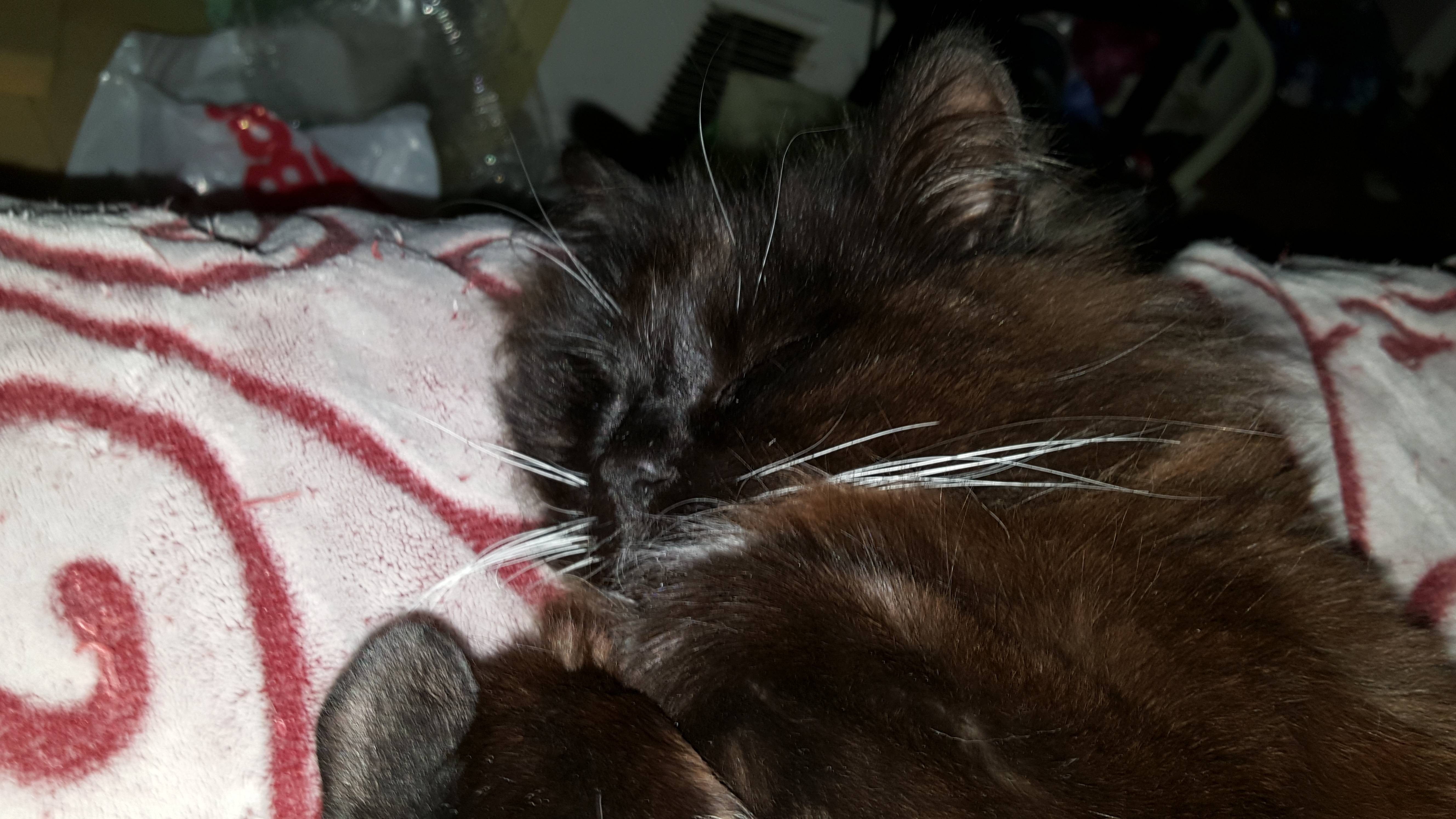 Sixx sleeping | Scrolller