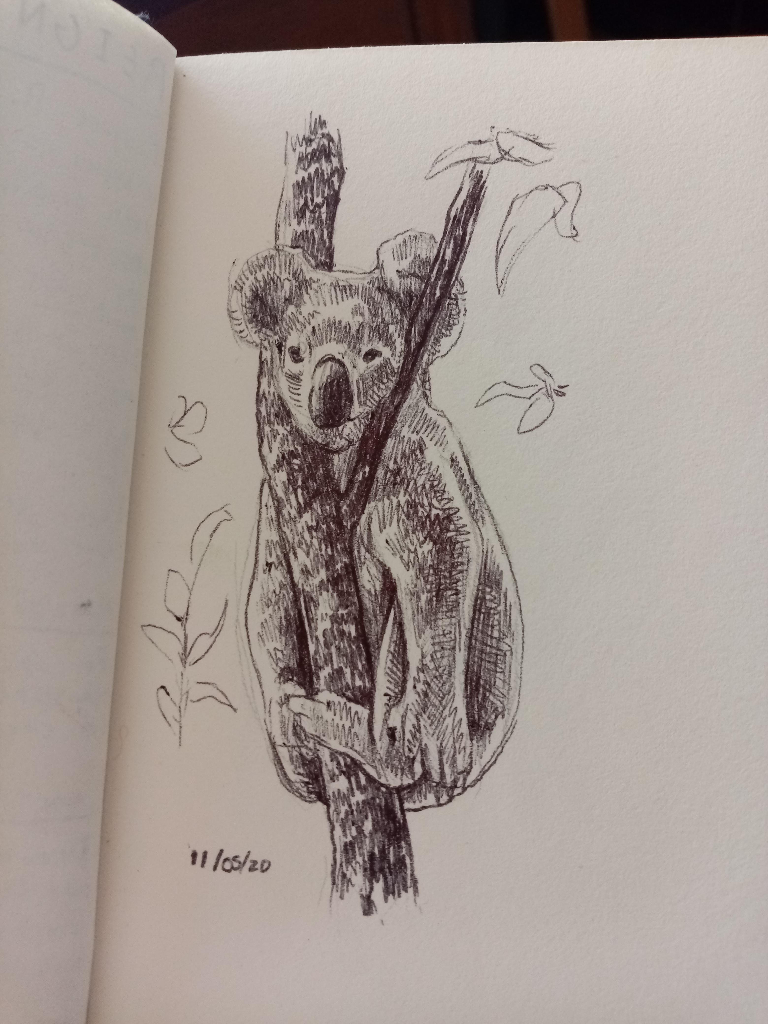 Sketch of a koala I made today :) | Scrolller