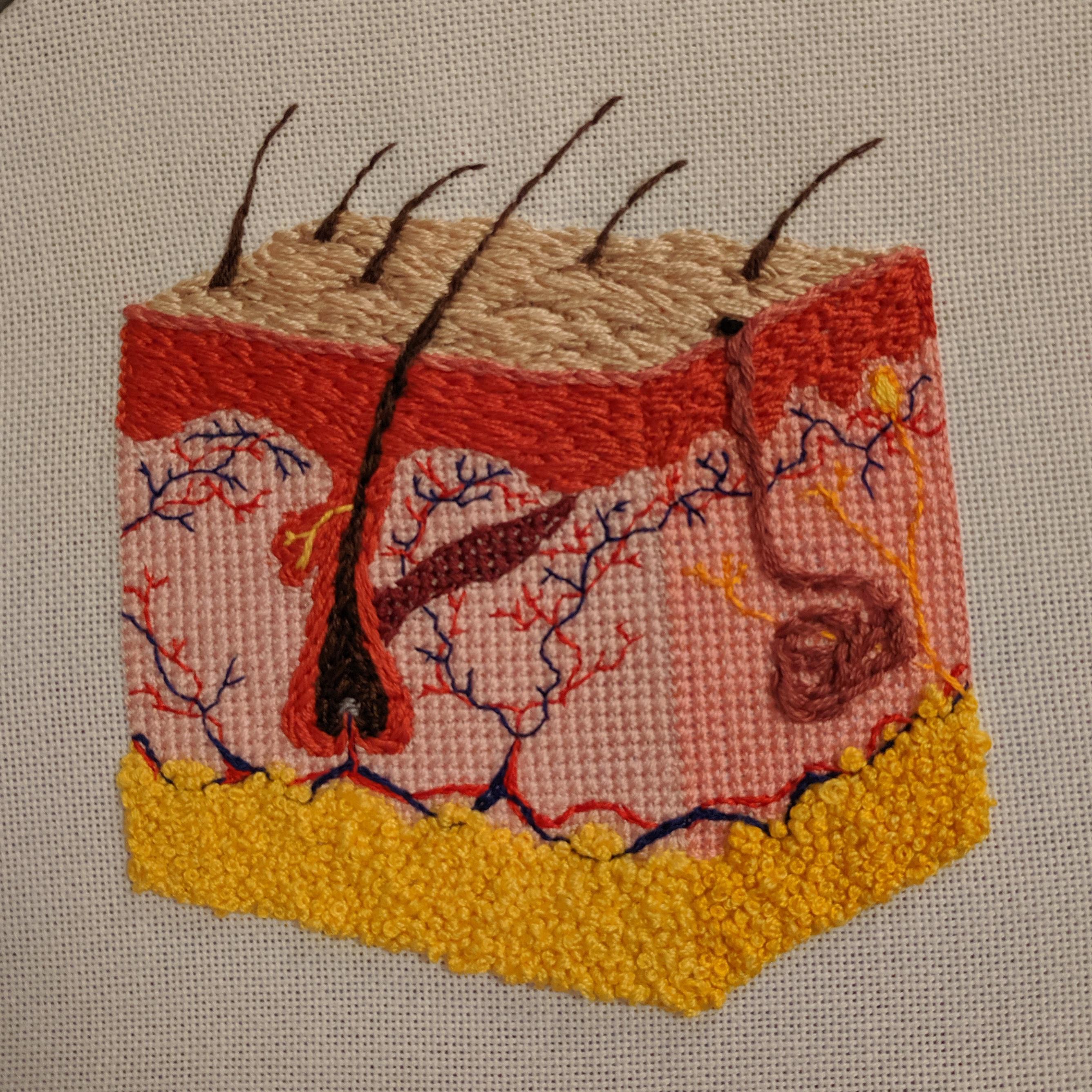 Skin anatomy hand embroidery for a dermatopathologist I work with, original pattern | Scrolller