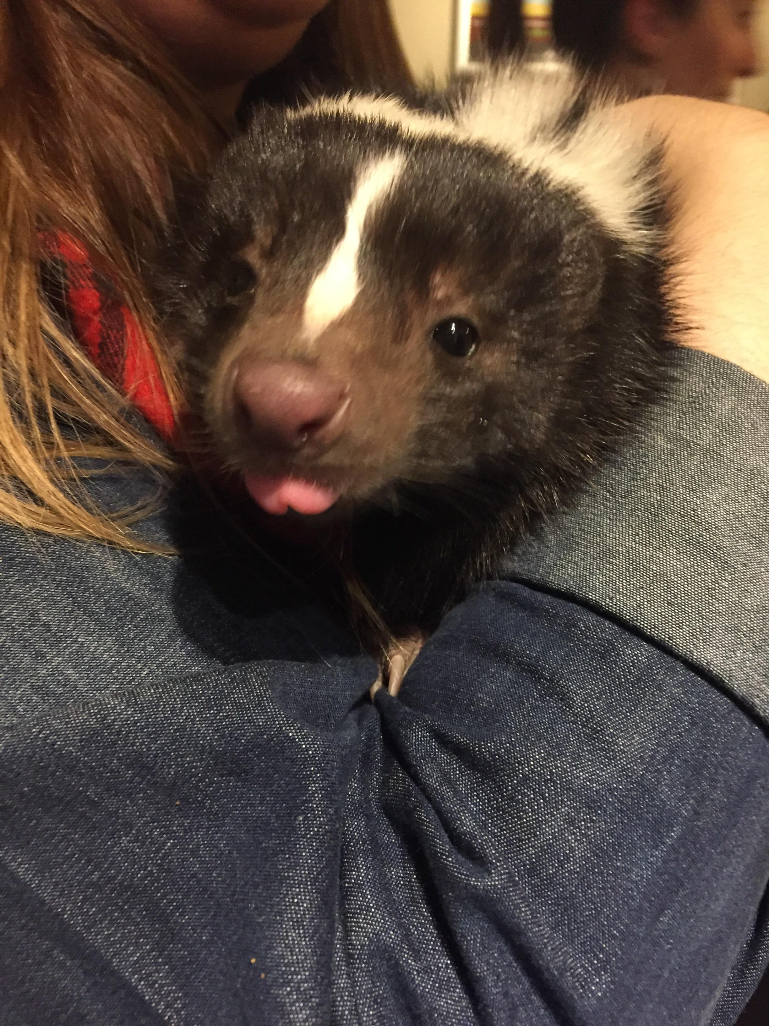 Skunk blup | Scrolller