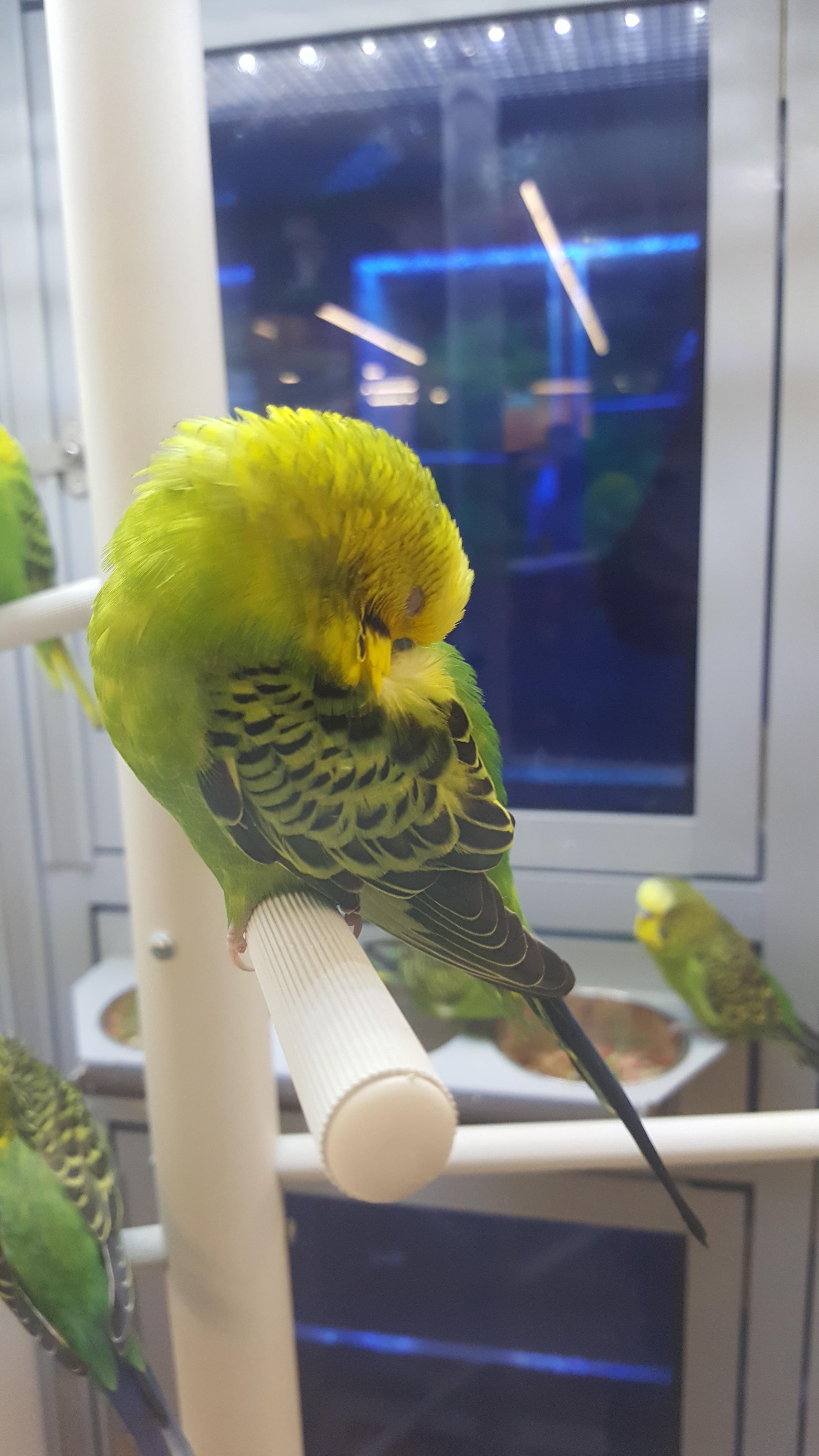 sleeby birb boye | Scrolller