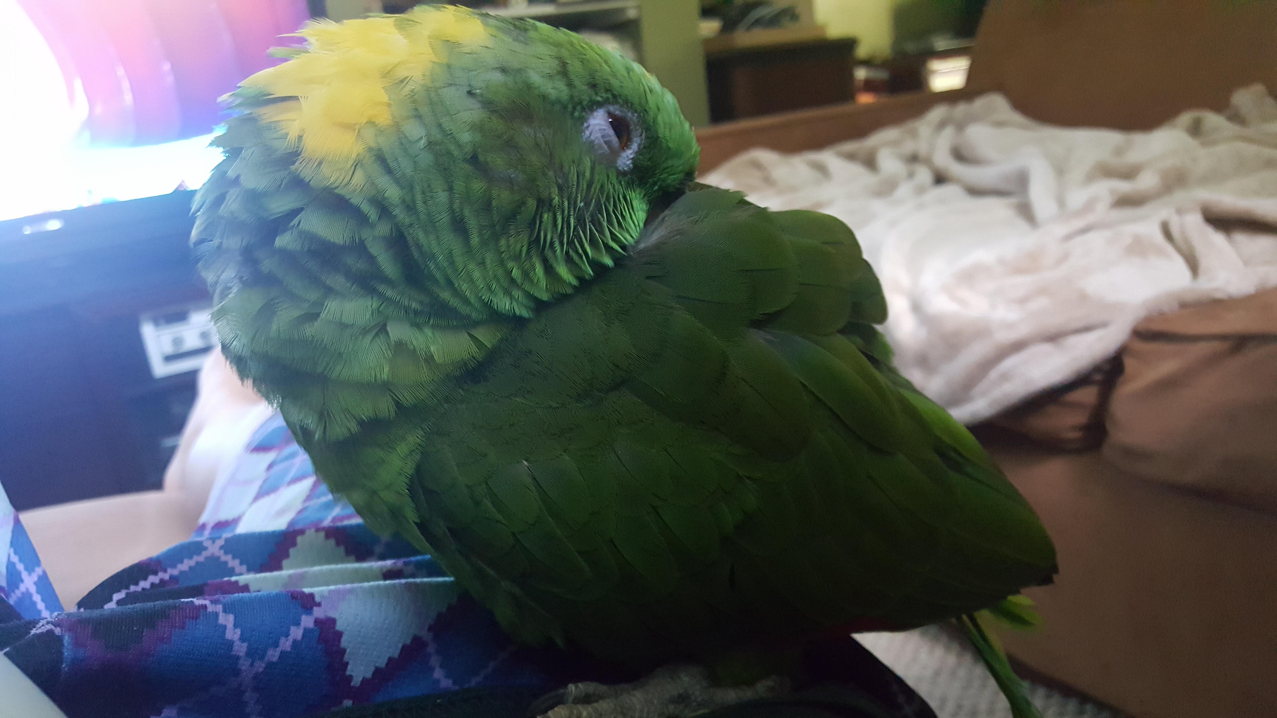 Sleep birb | Scrolller