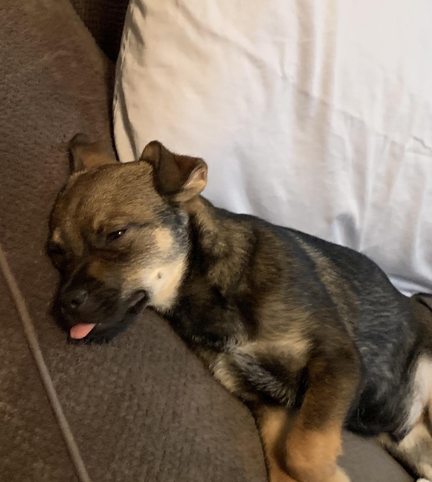 Sleep derp | Scrolller