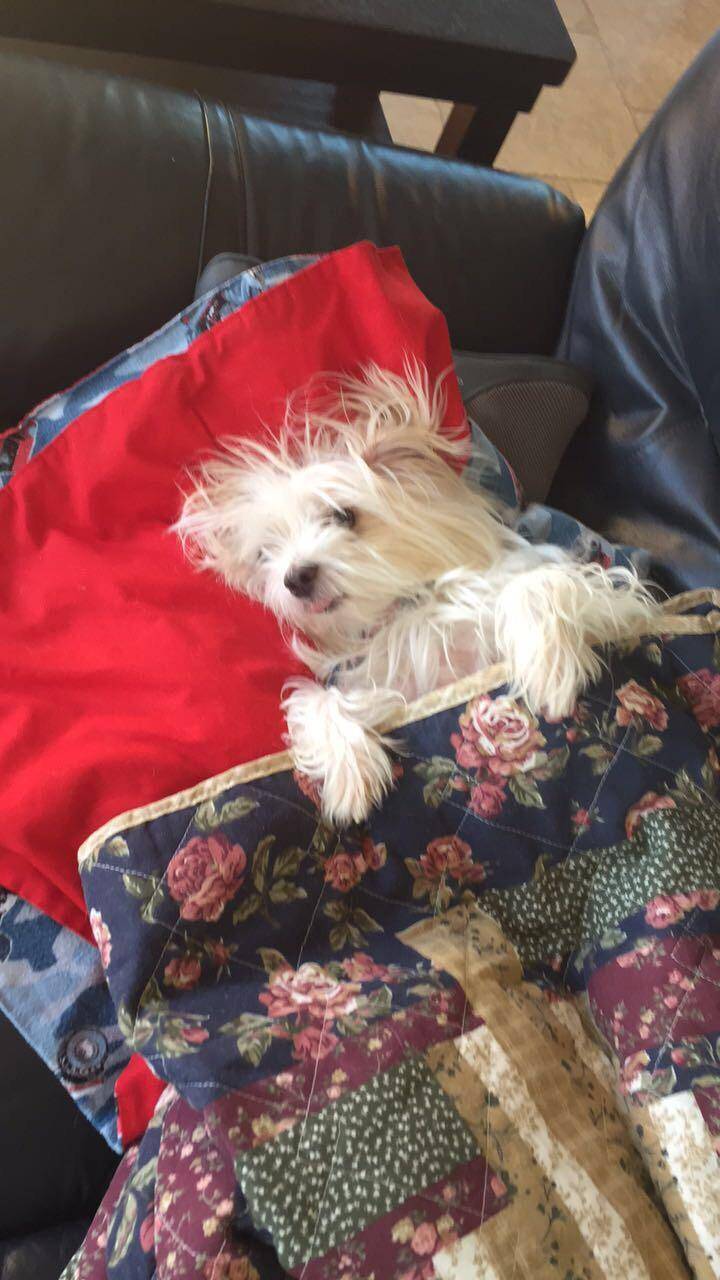 Sleep tight pup | Scrolller