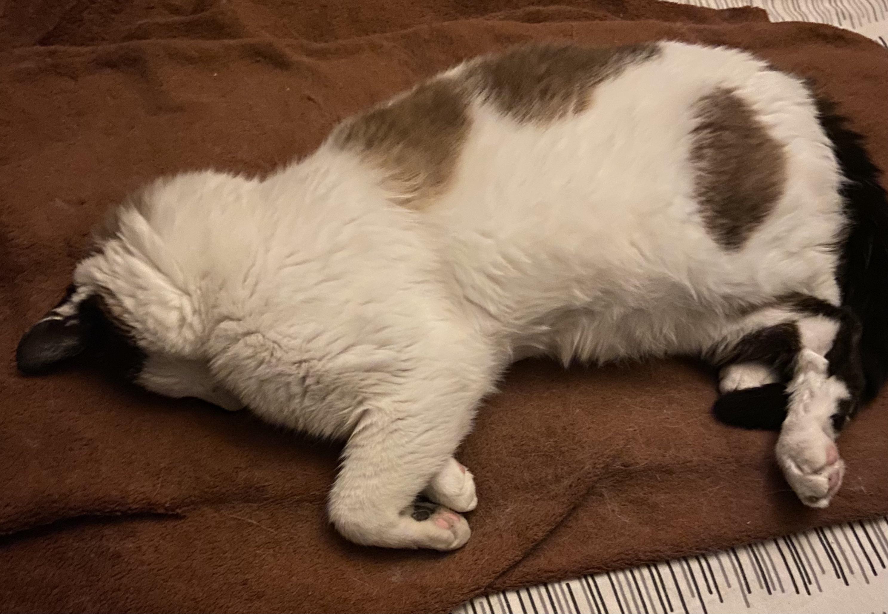 Sleep well my lion | Scrolller