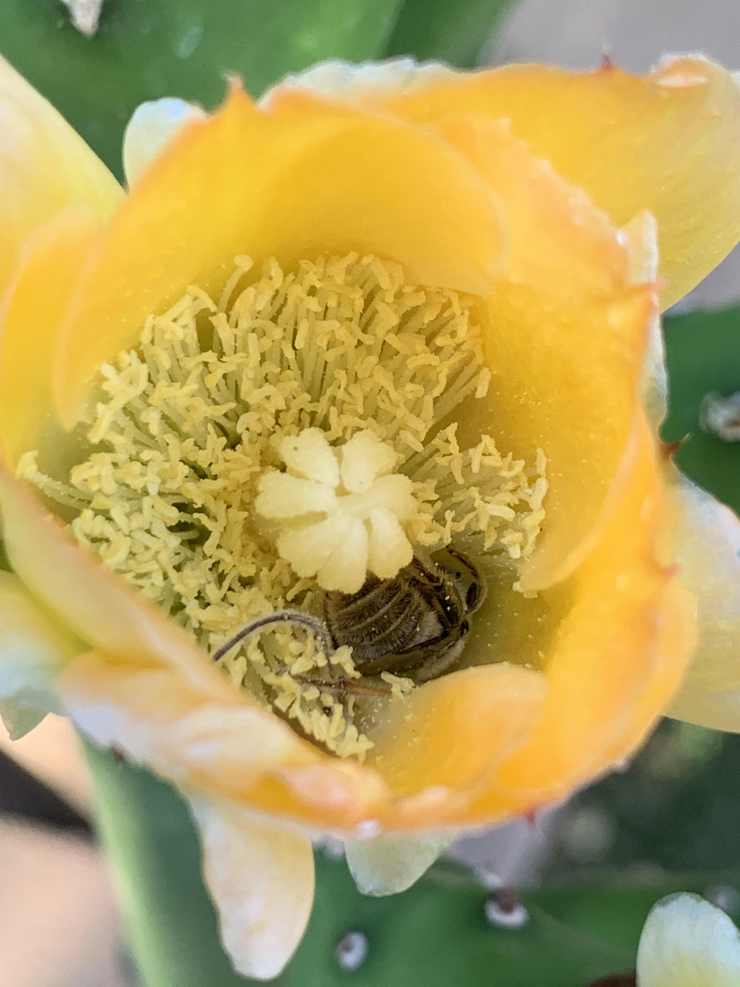 Sleeping bee-u-tee | Scrolller