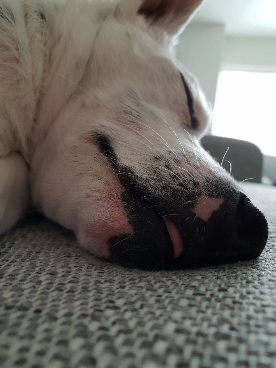 Sleeping bloop | Scrolller