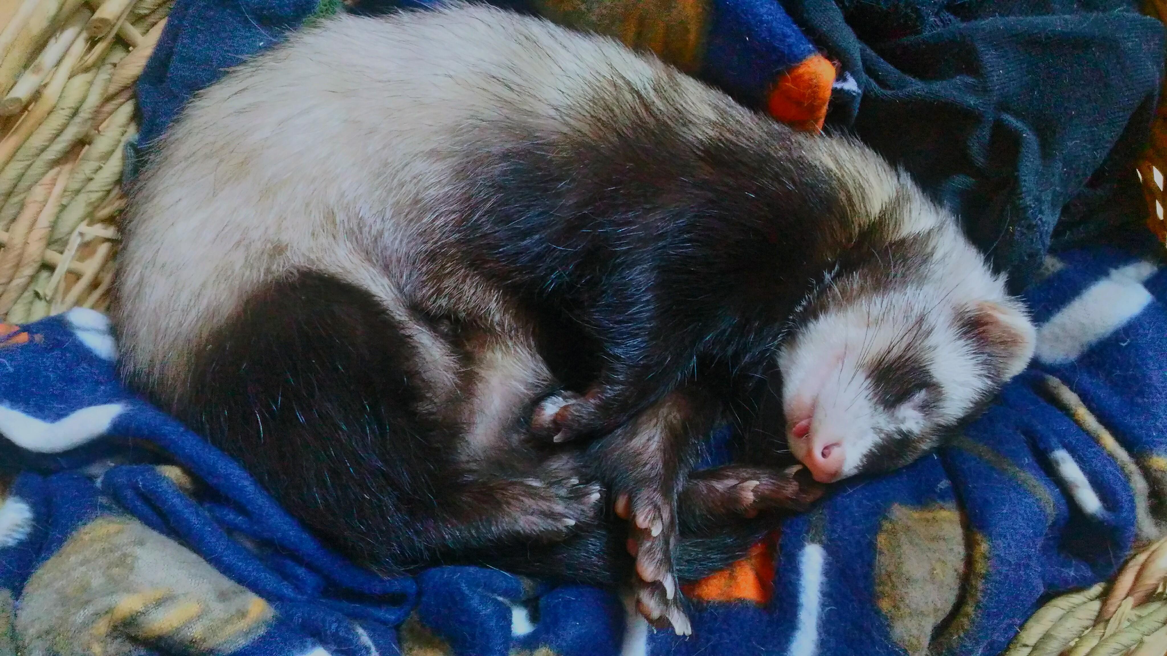 Sleeping Blup. | Scrolller