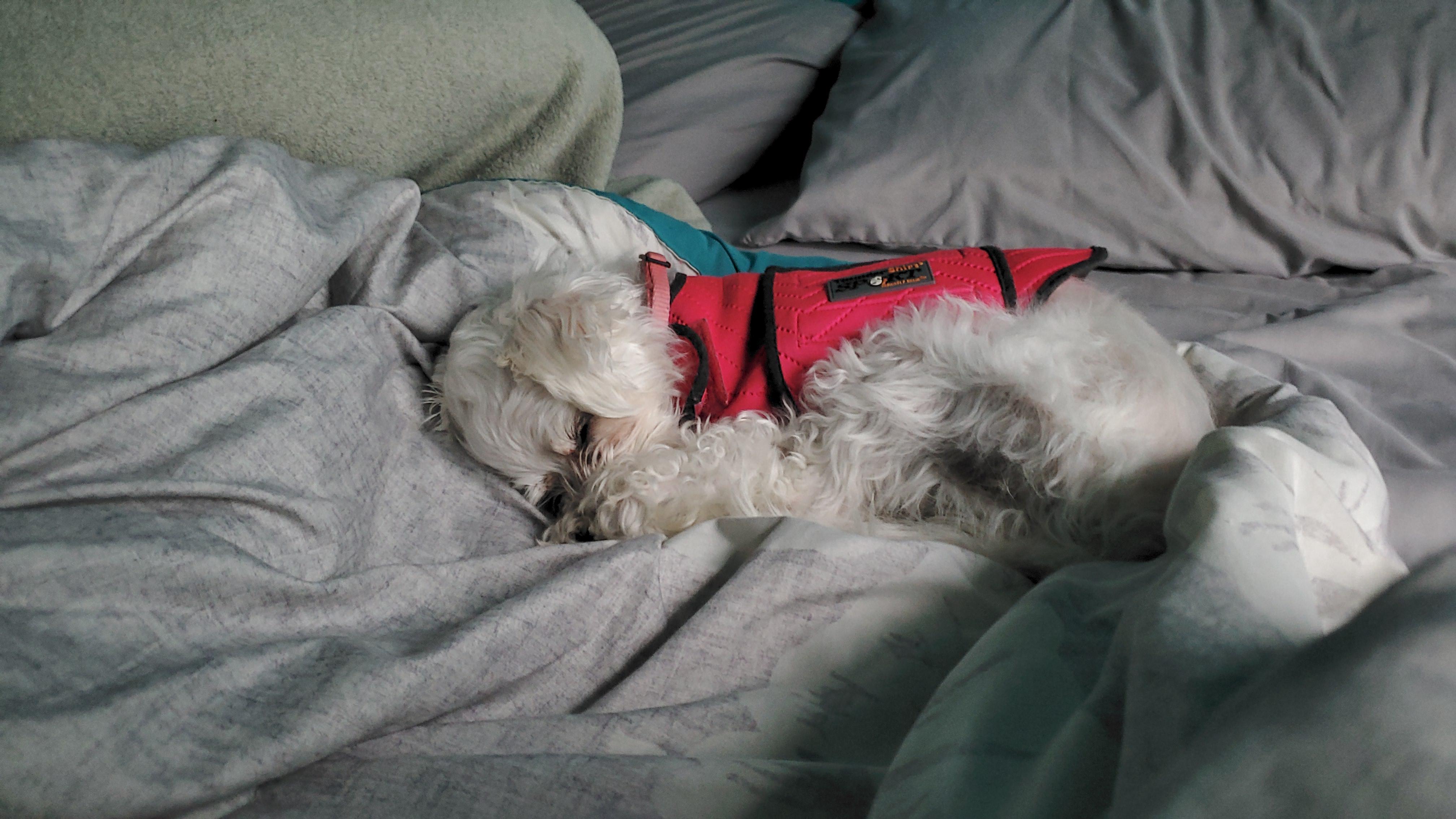 Sleeping In Scrolller 7827