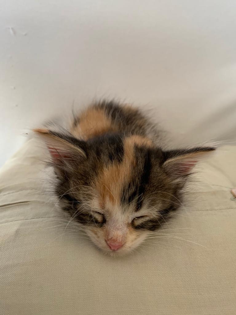 Sleeping loaf. | Scrolller