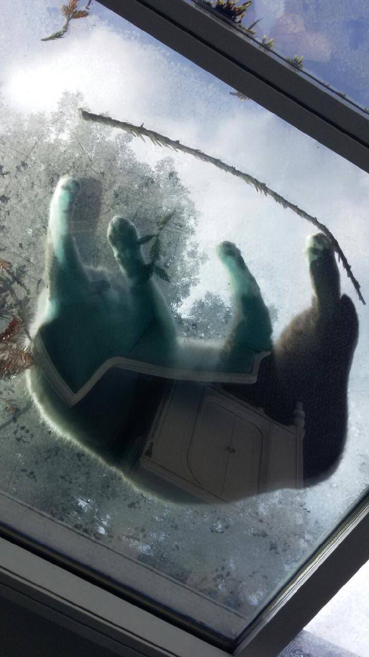 Sleeping on the skylight | Scrolller