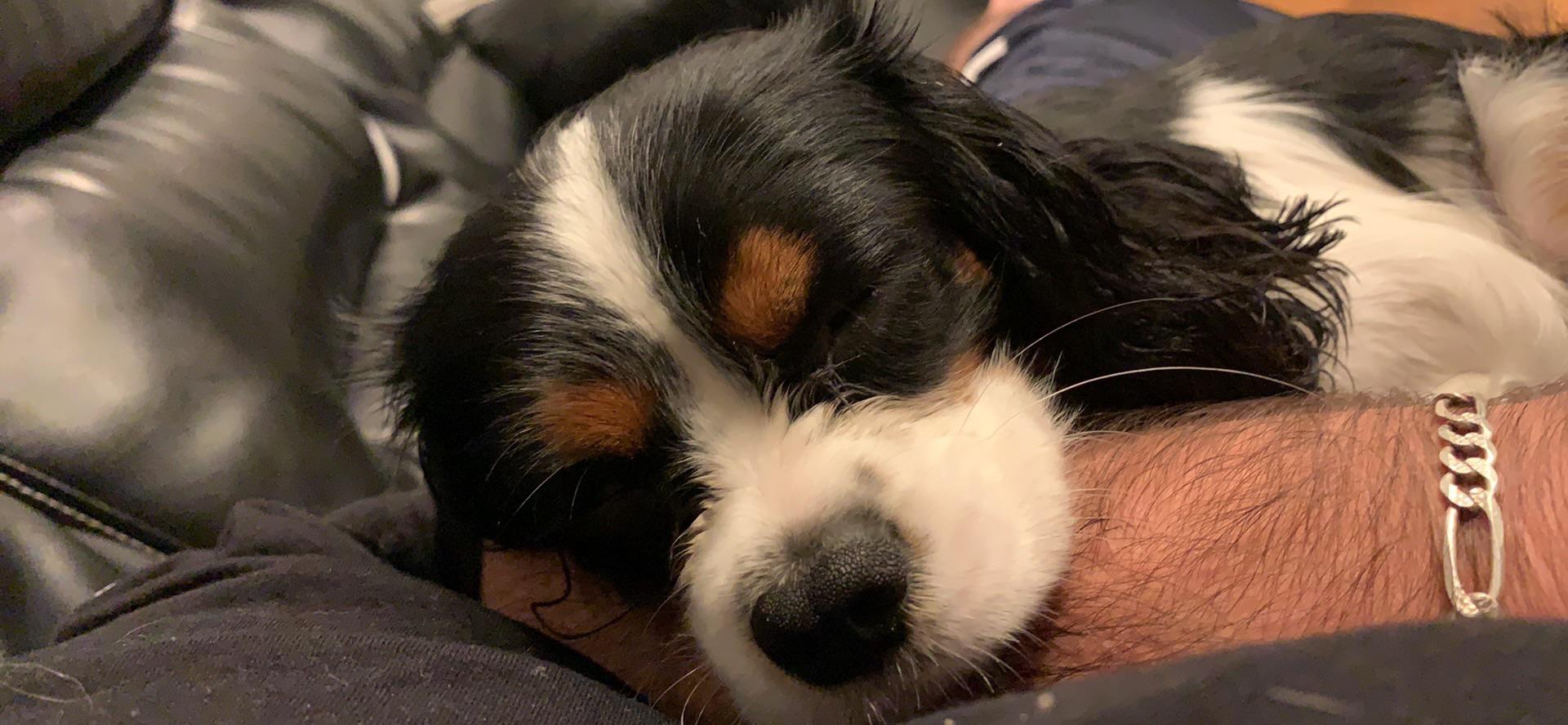 Sleeping Pup 💤 | Scrolller