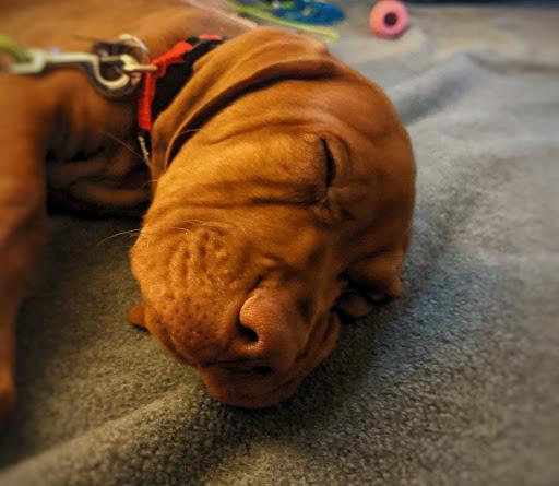 Sleeping puppy | Scrolller