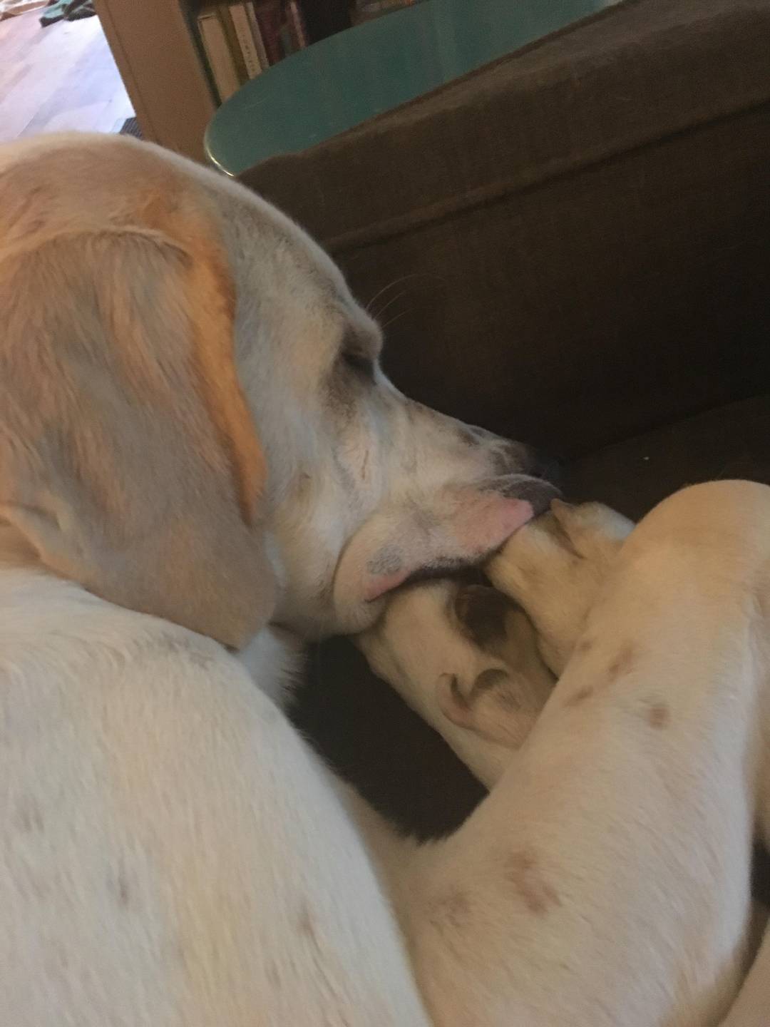 Sleeping with a back paw and a front paw in his mouth 😂 | Scrolller