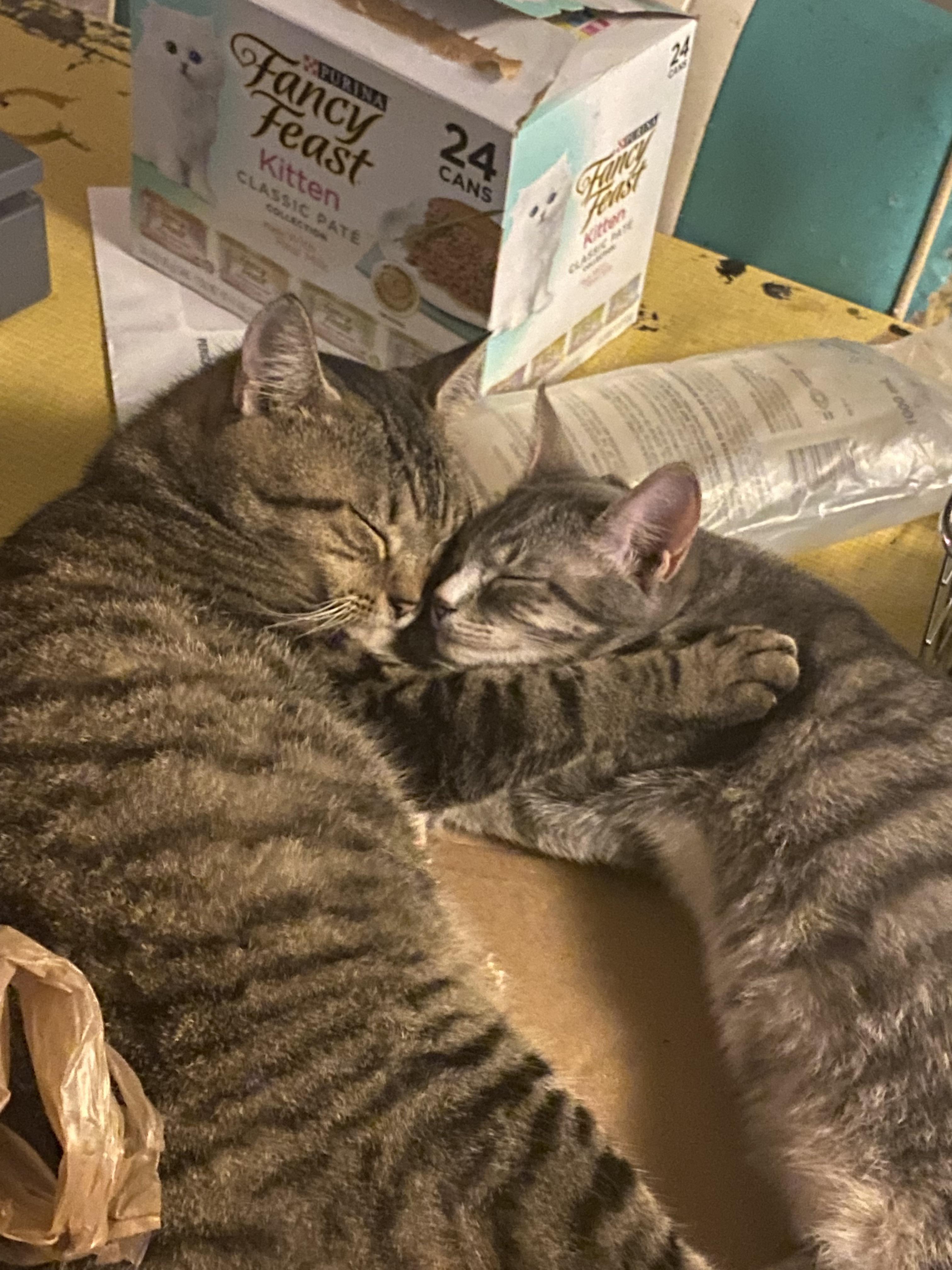 Sleepy babies. | Scrolller