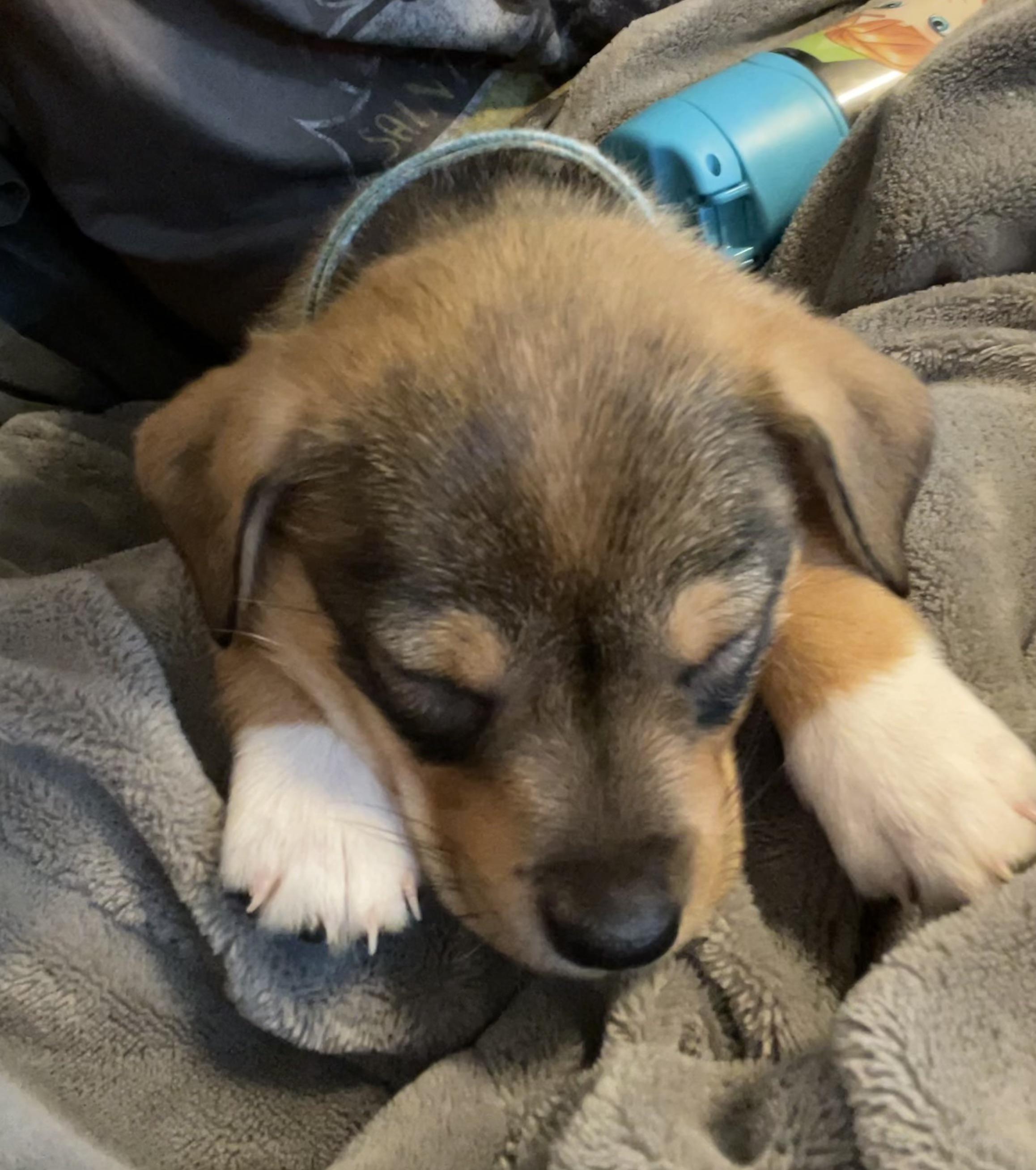 Sleepy baby Sugar | Scrolller