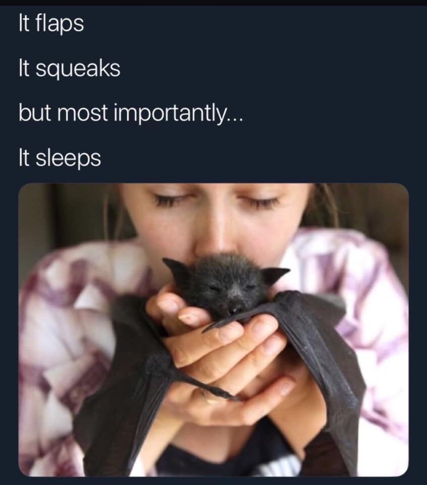 Sleepy bat | Scrolller