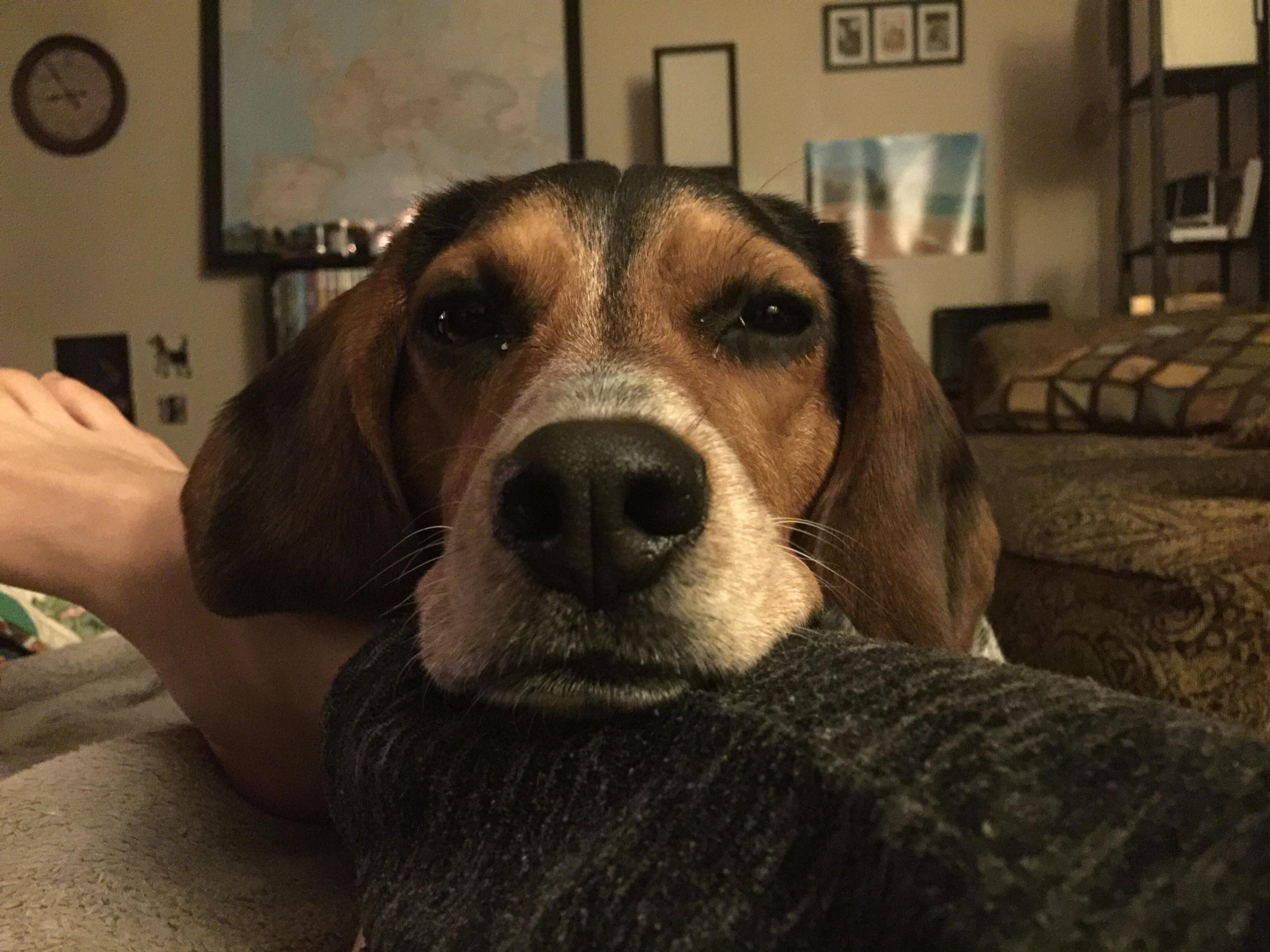 Sleepy Beagle | Scrolller