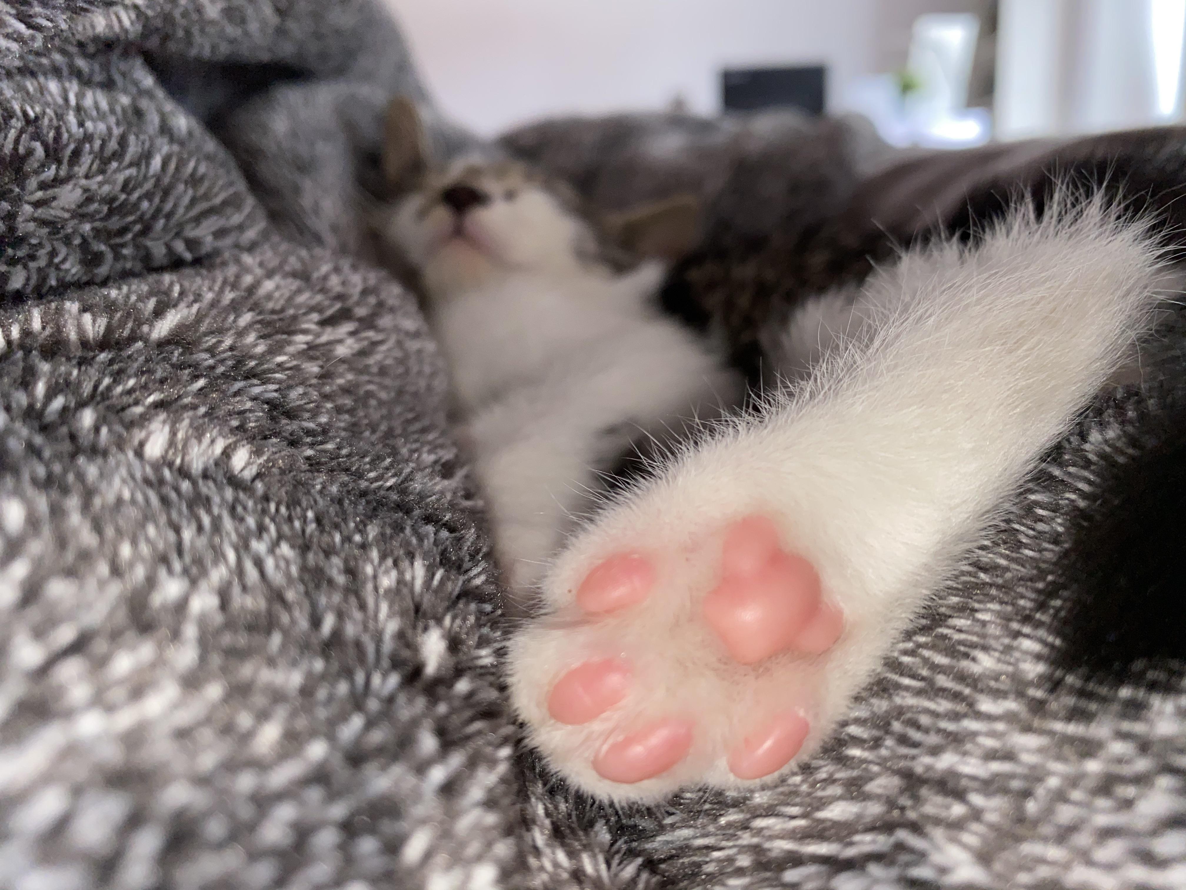sleepy beans | Scrolller