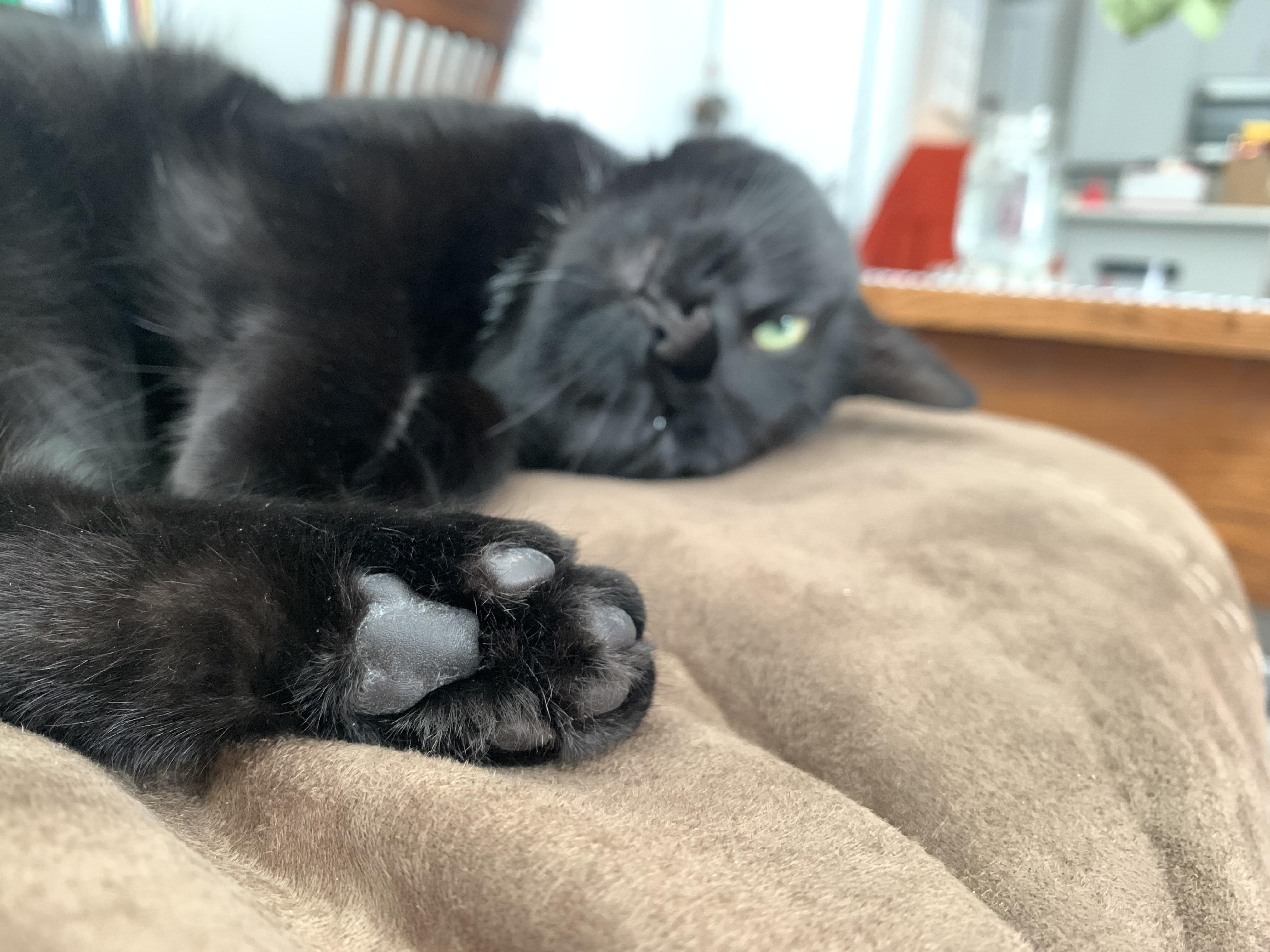 Sleepy beans | Scrolller