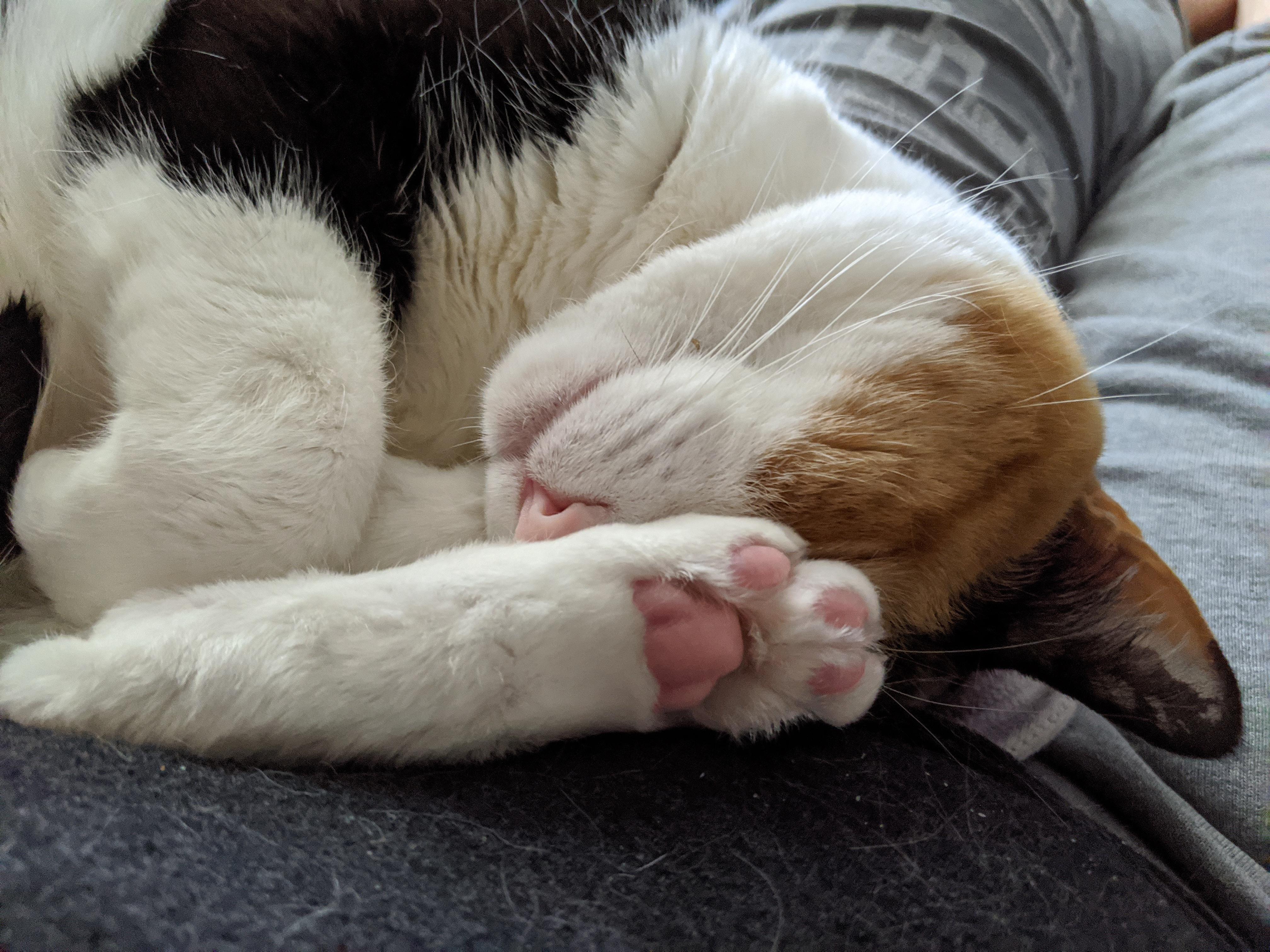 Sleepy beans | Scrolller