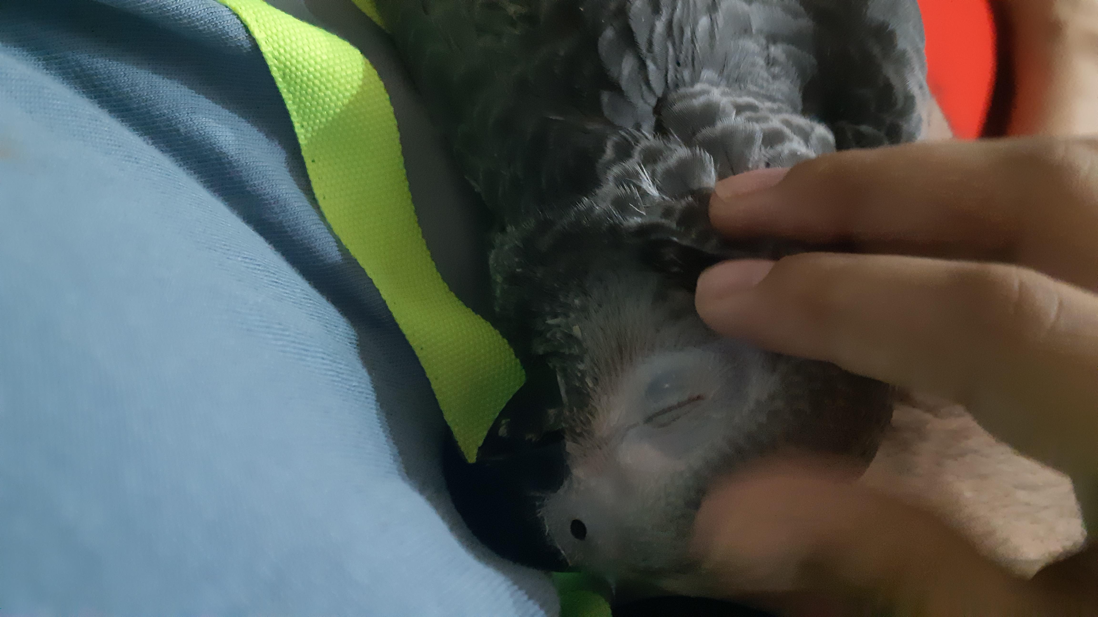 Sleepy birb | Scrolller