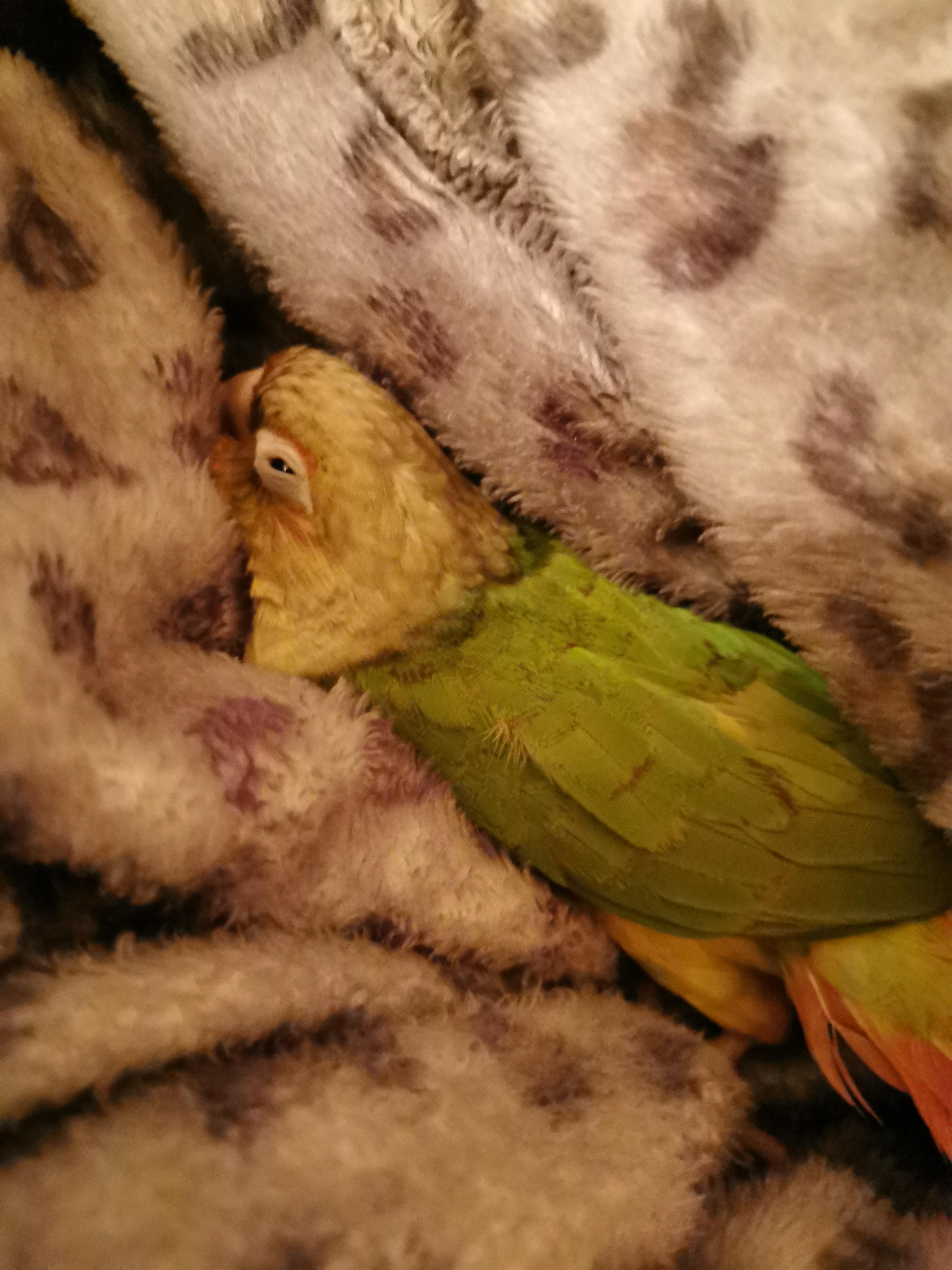 Sleepy birb | Scrolller