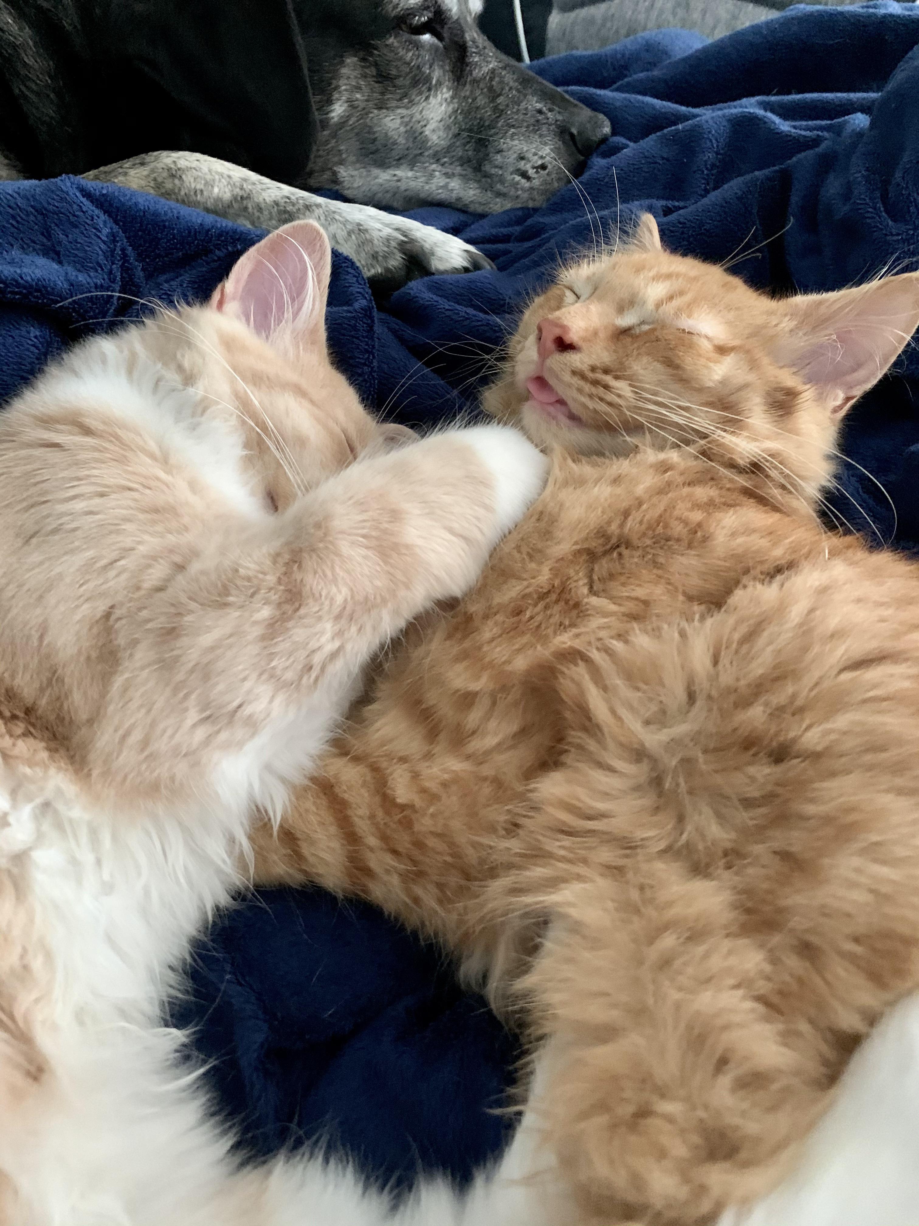 Sleepy blep | Scrolller