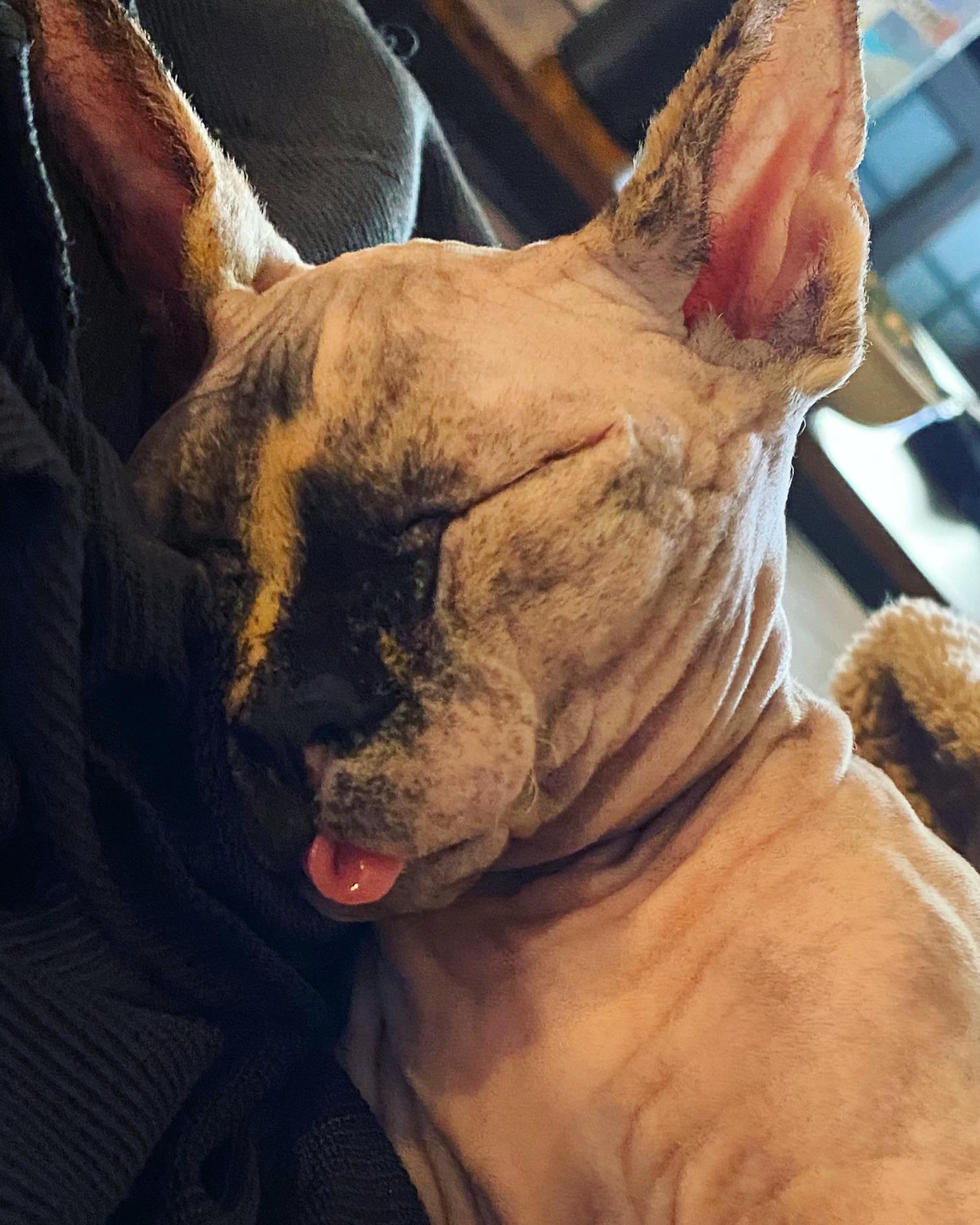 Sleepy blep! | Scrolller