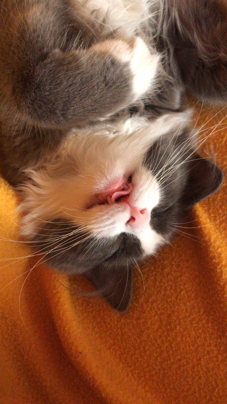 Sleepy blep | Scrolller