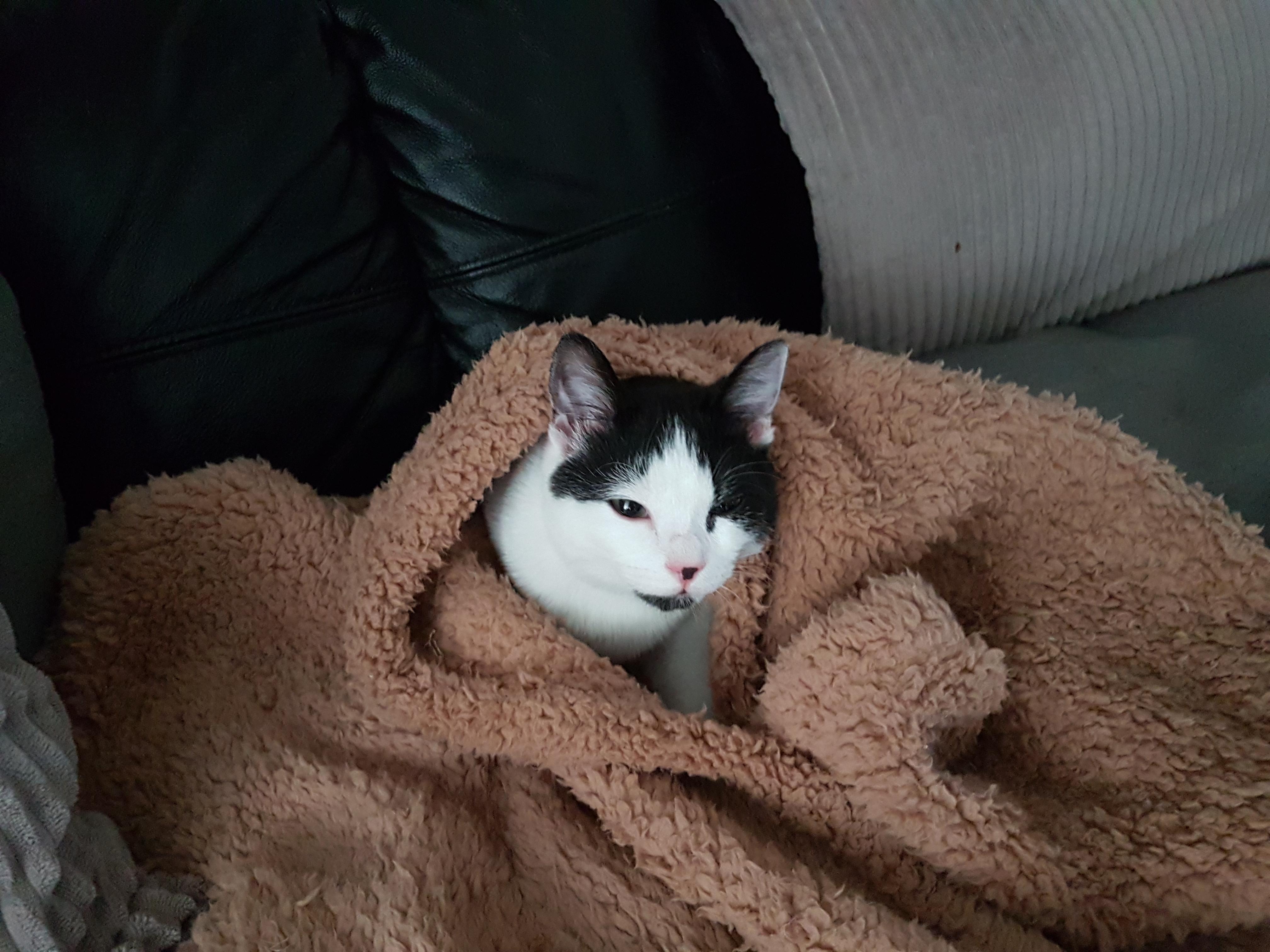 Sleepy Bob. | Scrolller