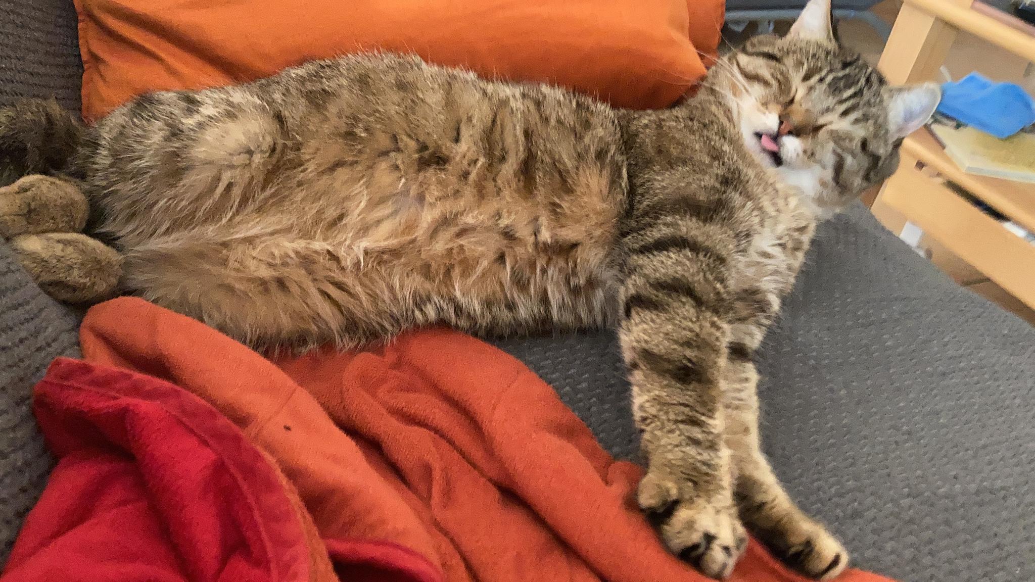 Sleepy Boi :3 | Scrolller