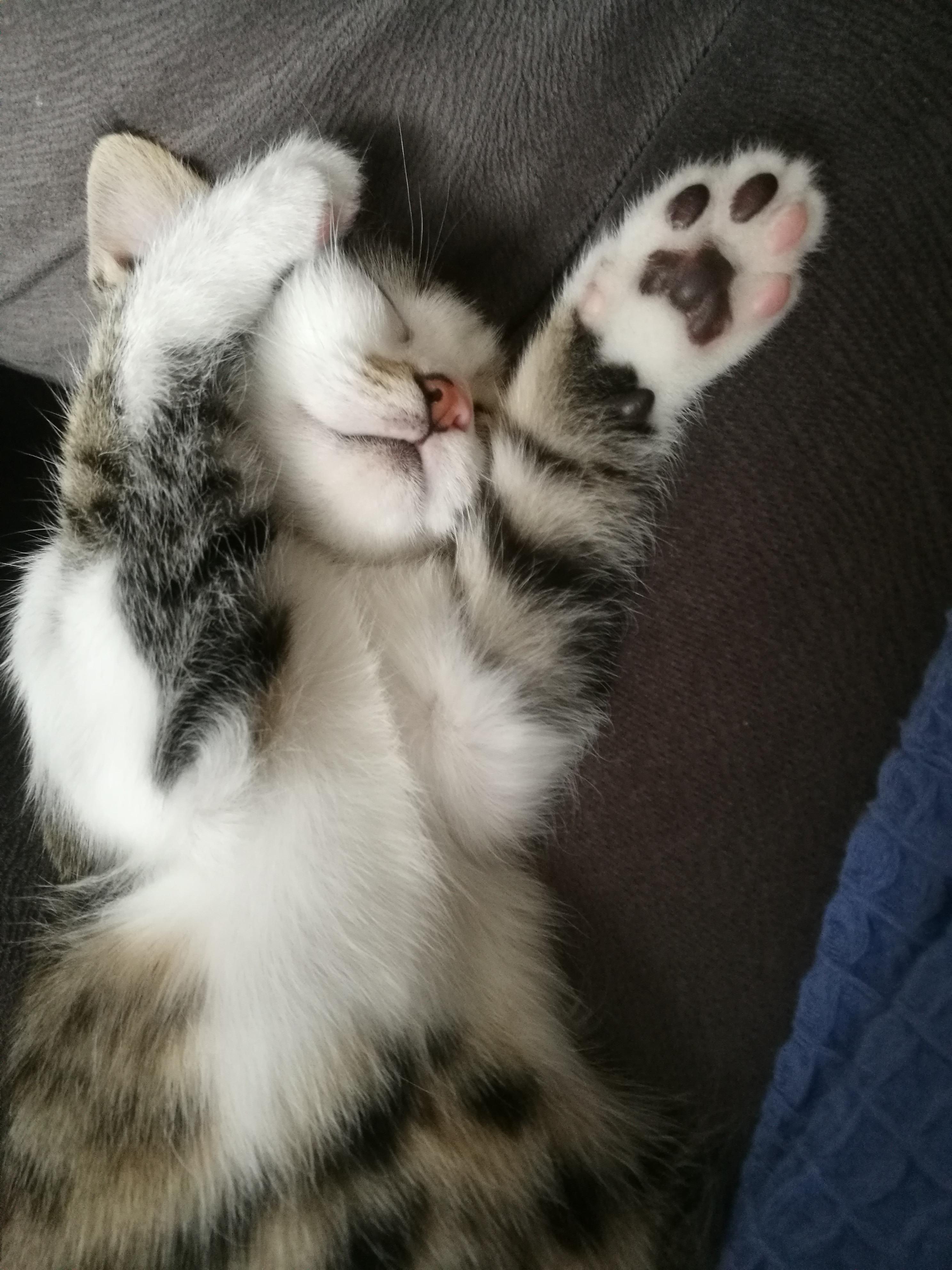 Sleepy boi | Scrolller