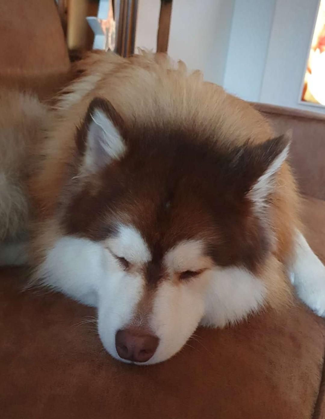 Sleepy boy | Scrolller