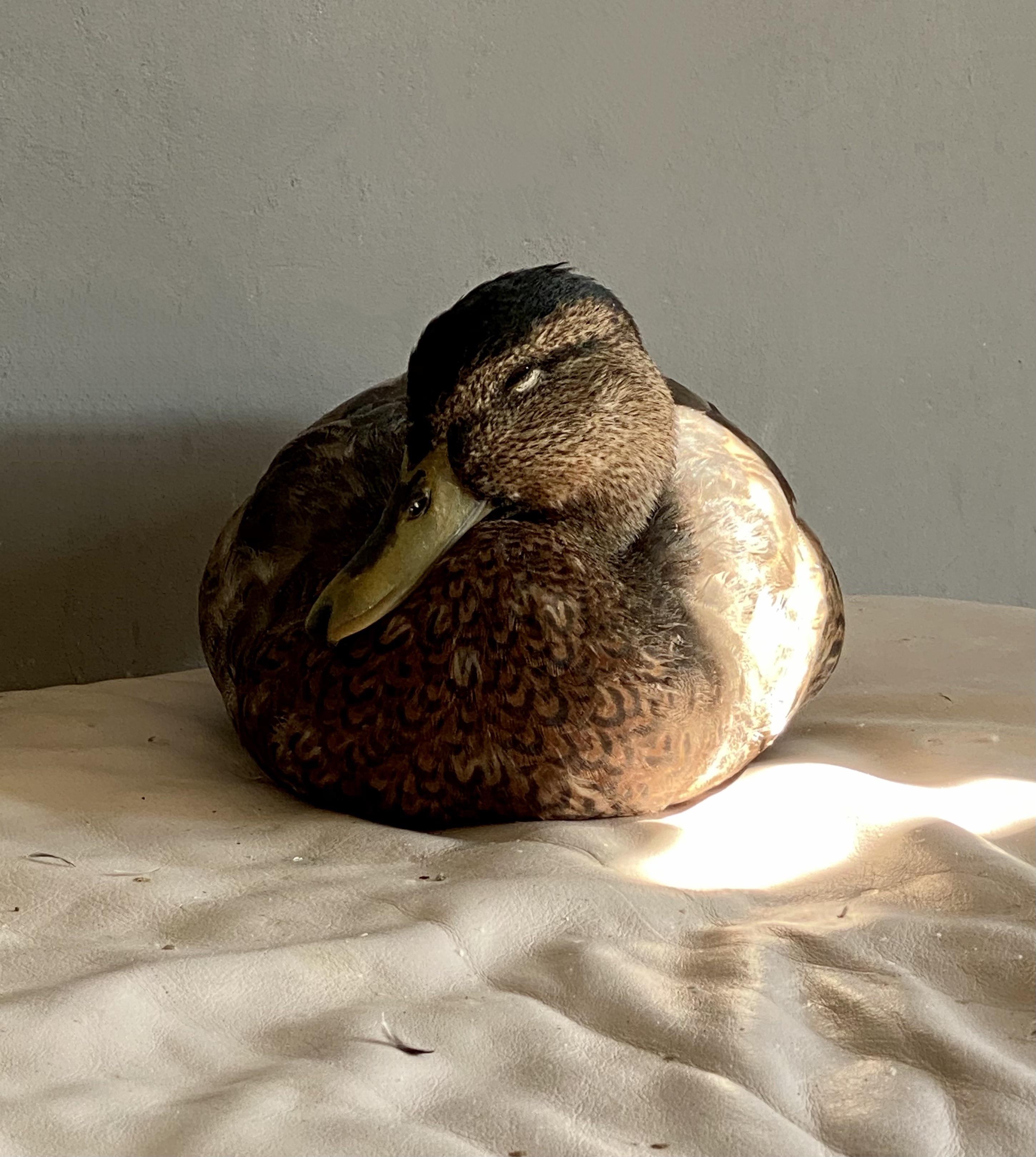 Sleepy boy Zzz | Scrolller