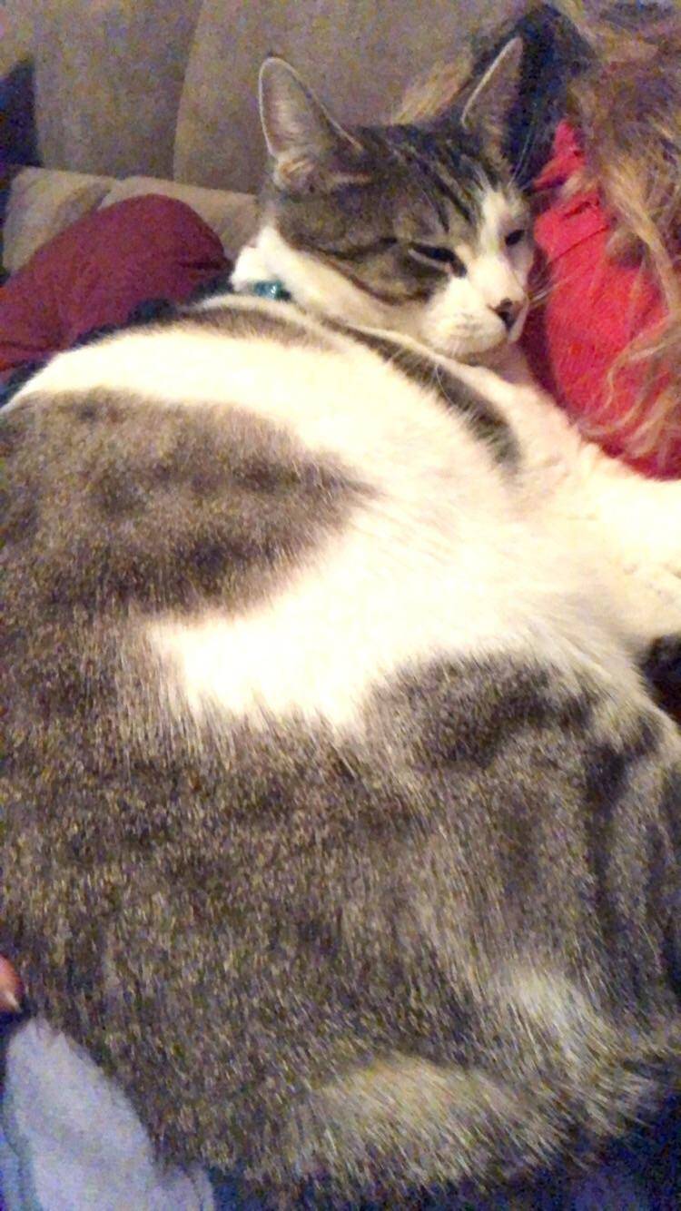 Sleepy chunky boi | Scrolller