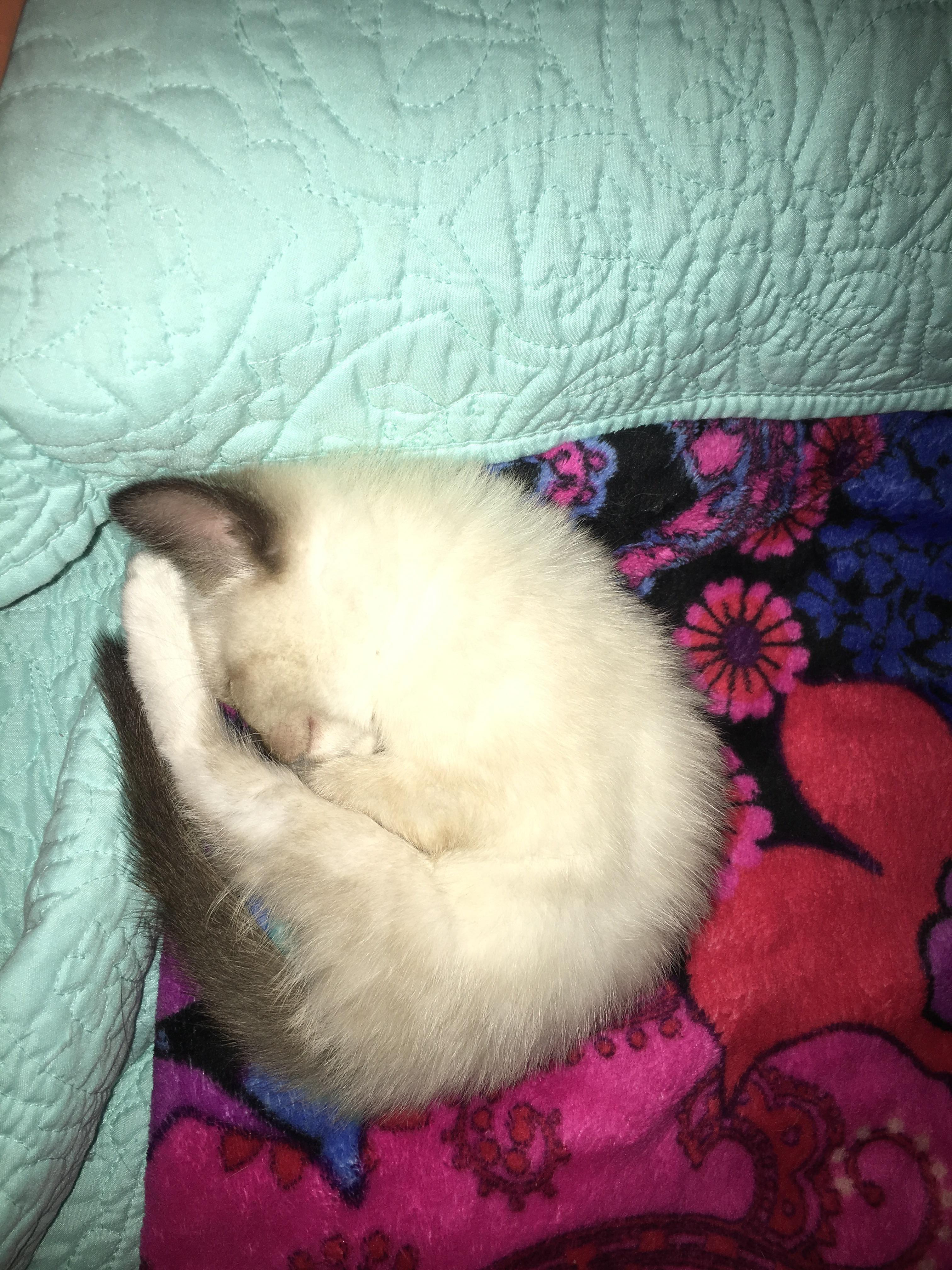 Sleepy circle 💤 | Scrolller